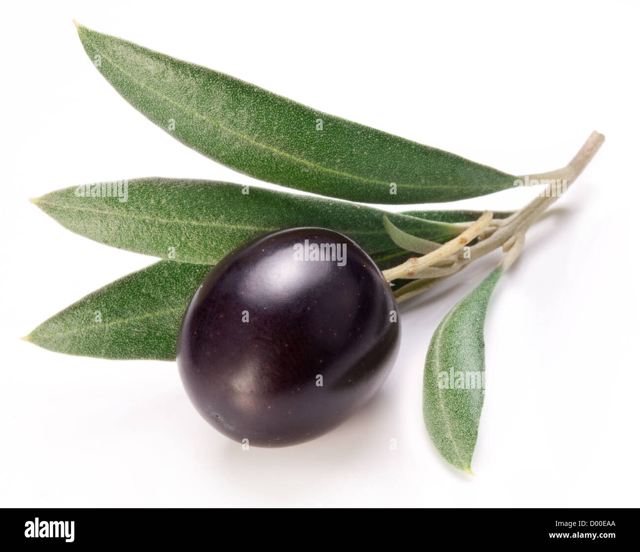 Olive branch isolated black background hi-res stock photography and ...