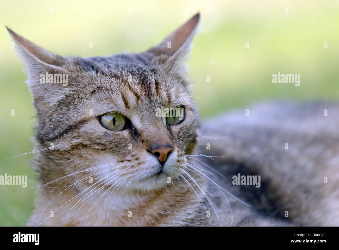 tabby cat portrait Stock Photo - Alamy