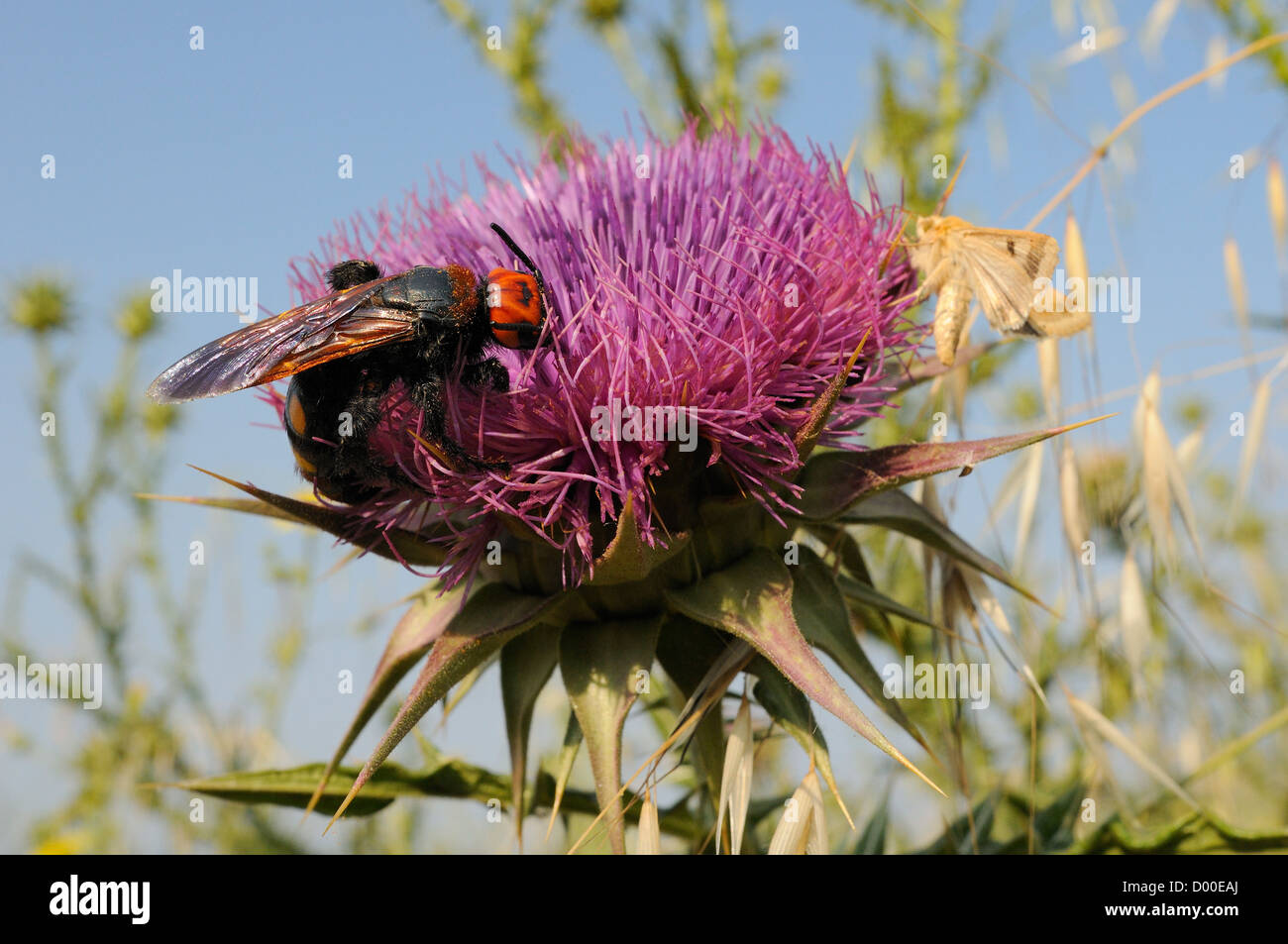 Mammoth wasp hi-res stock photography and images - Alamy