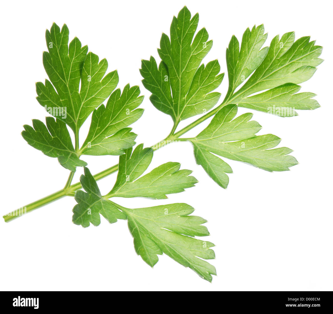 Parsley on a white background Stock Photo - Alamy