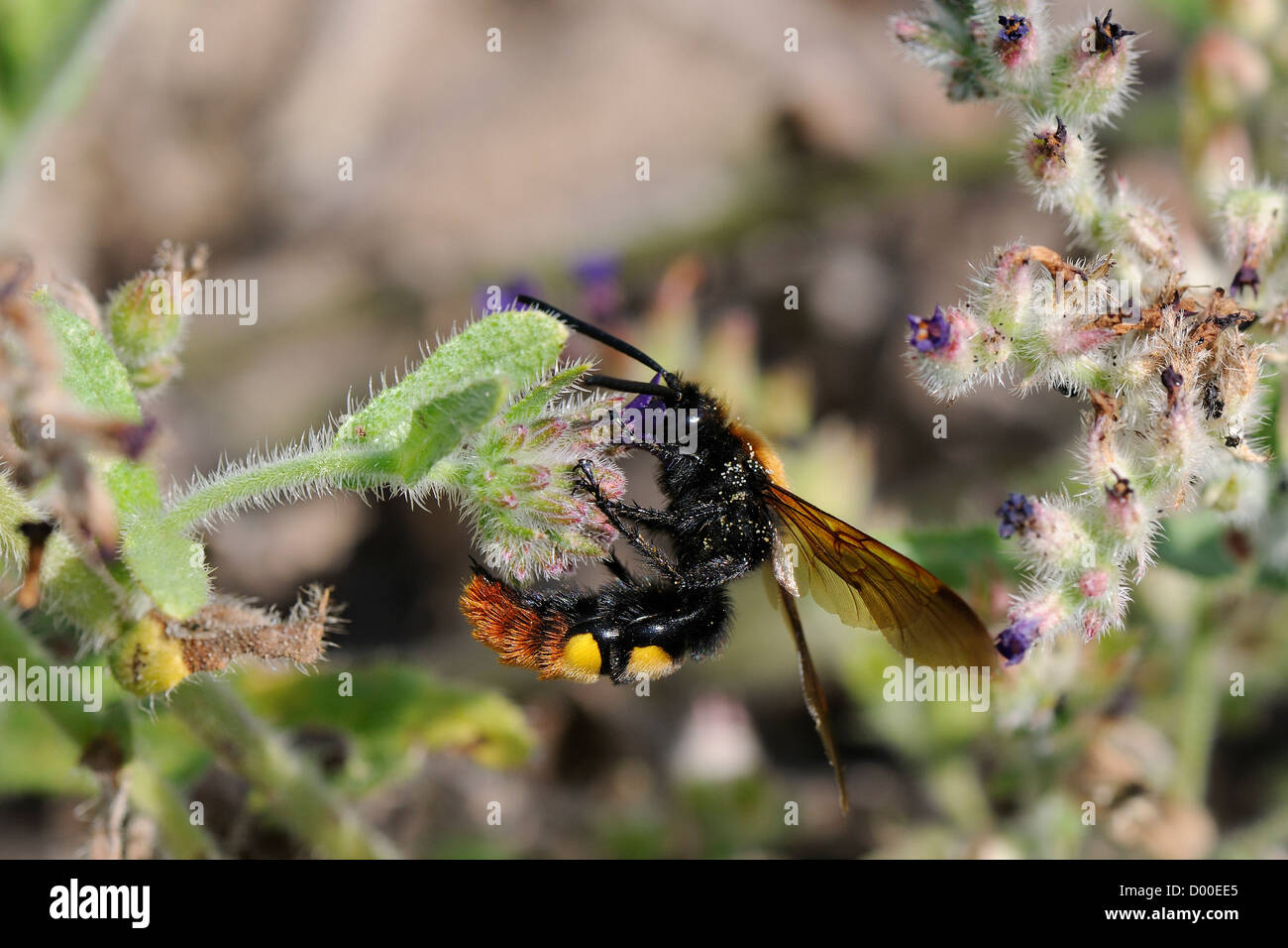 Mammoth wasp / Giant solitary wasp (Megascolia maculata maculata) male ...