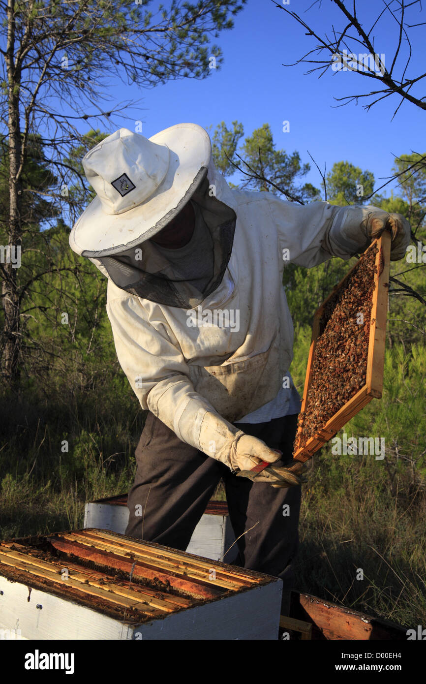 A beekeeper harvesting honey, Languedoc Roussillon, France Stock Photo ...