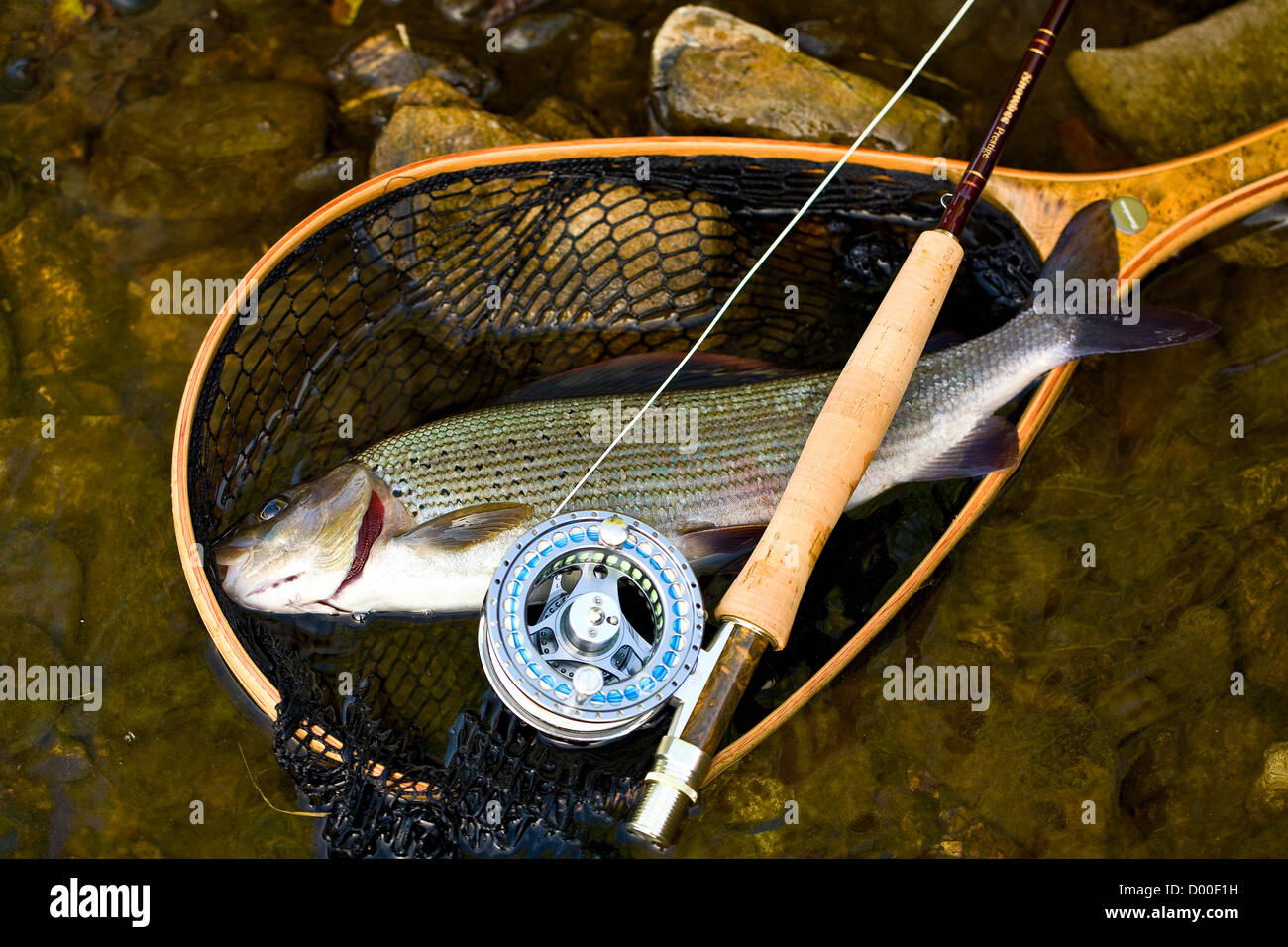 Tamar river fishing hi-res stock photography and images - Alamy