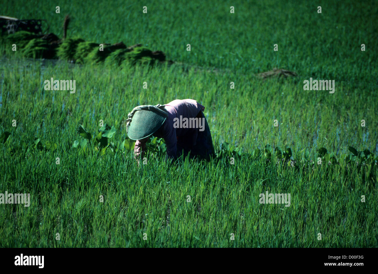 Agriculture, Planting rice, Java, Indonesia Stock Photo - Alamy