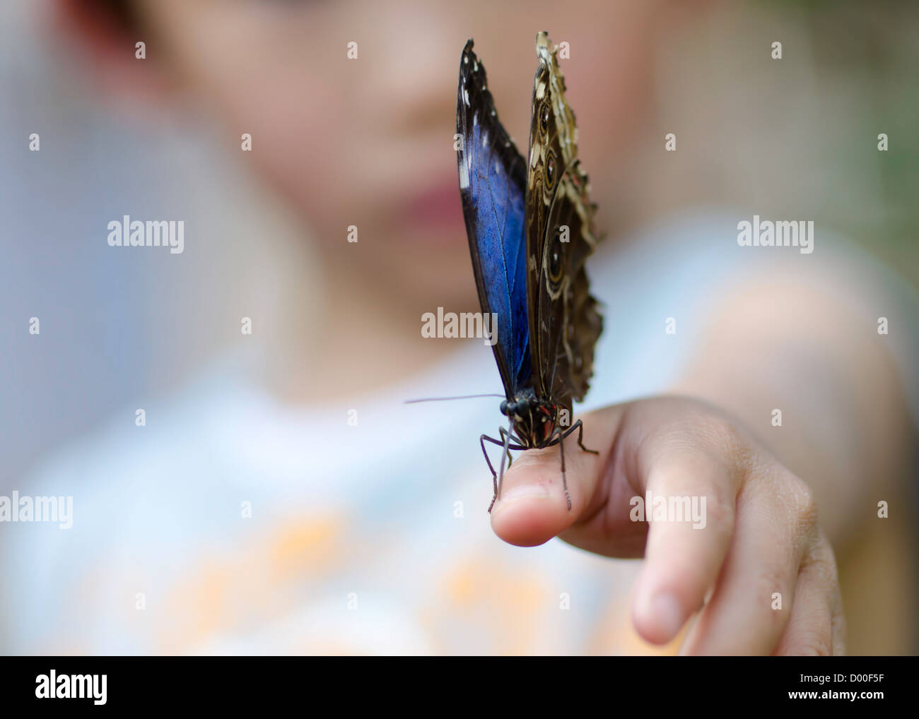 Butterfly landed on hand hi-res stock photography and images - Alamy