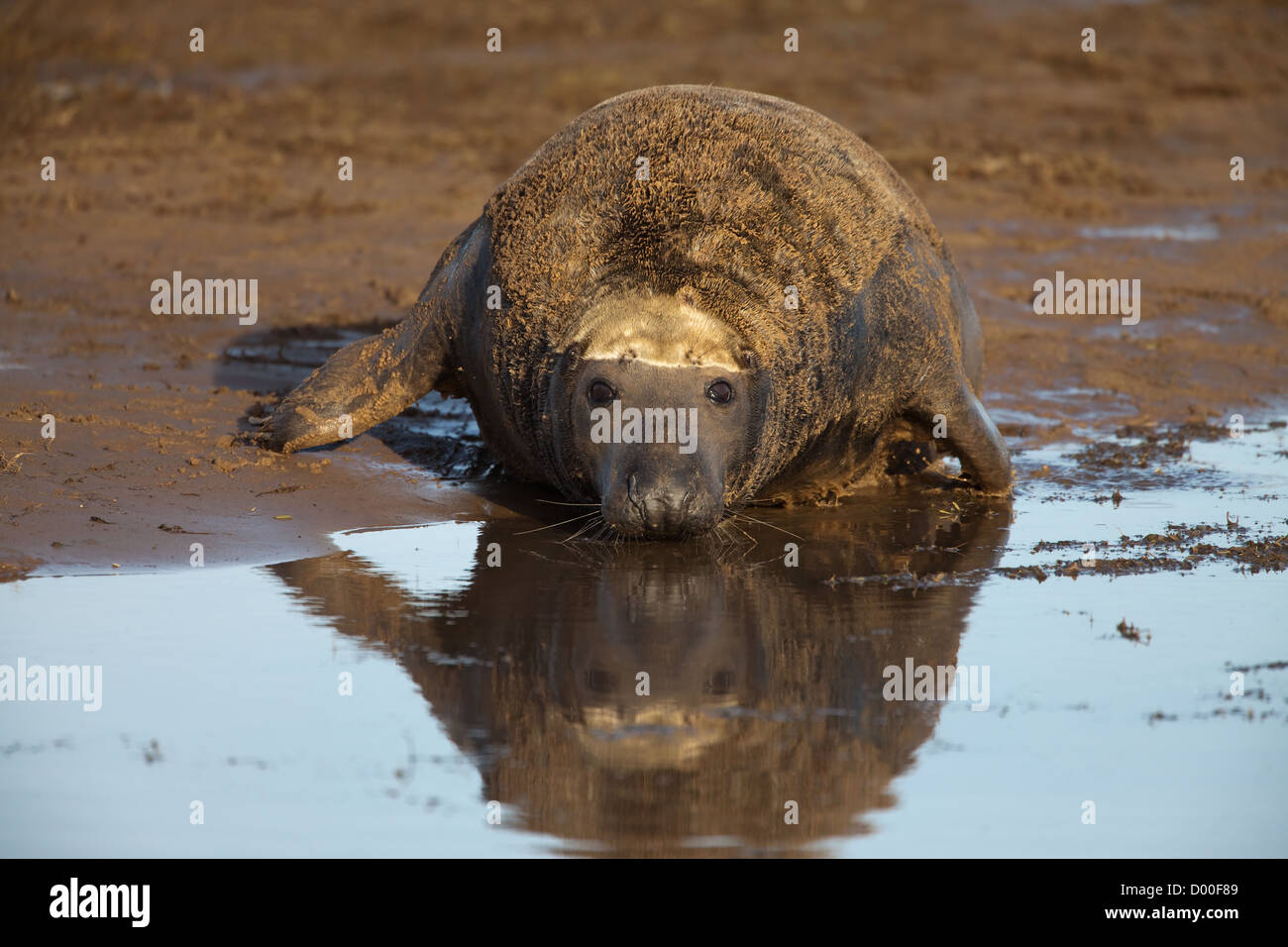 Grey bull seal reflection Stock Photo - Alamy