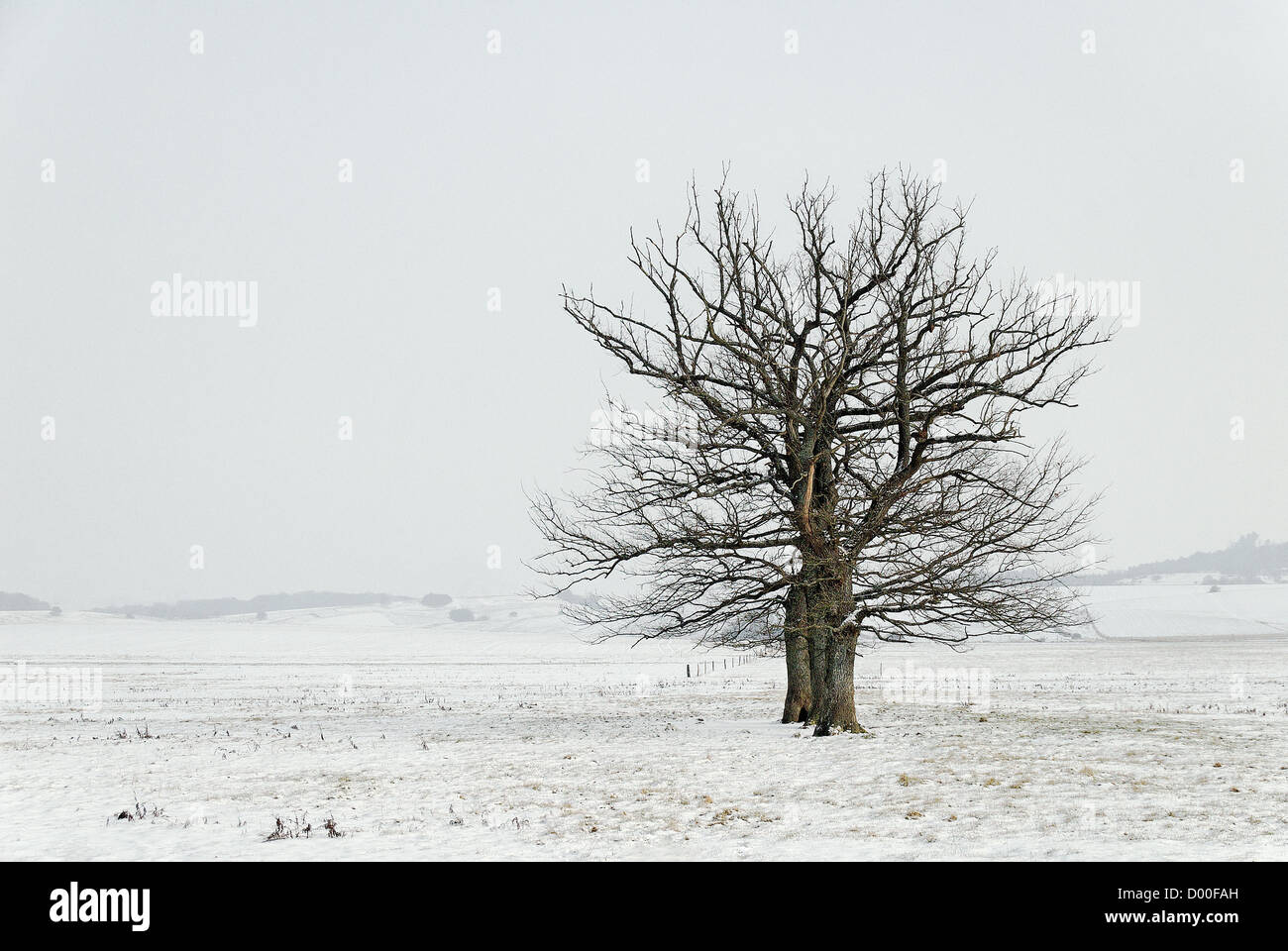 a tree in wintertime Stock Photo - Alamy