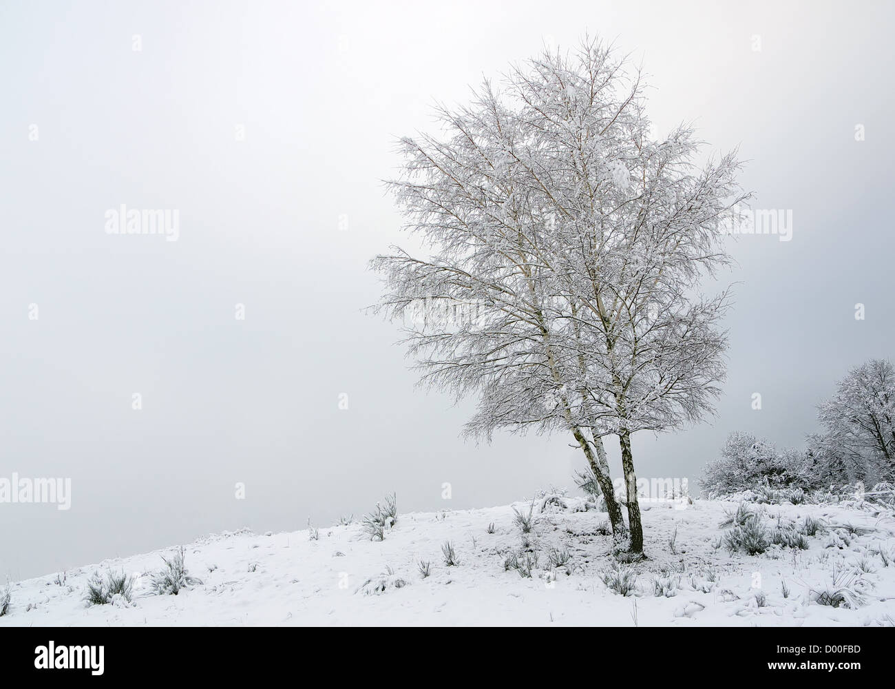 an isolated tree covered with snow Stock Photo - Alamy