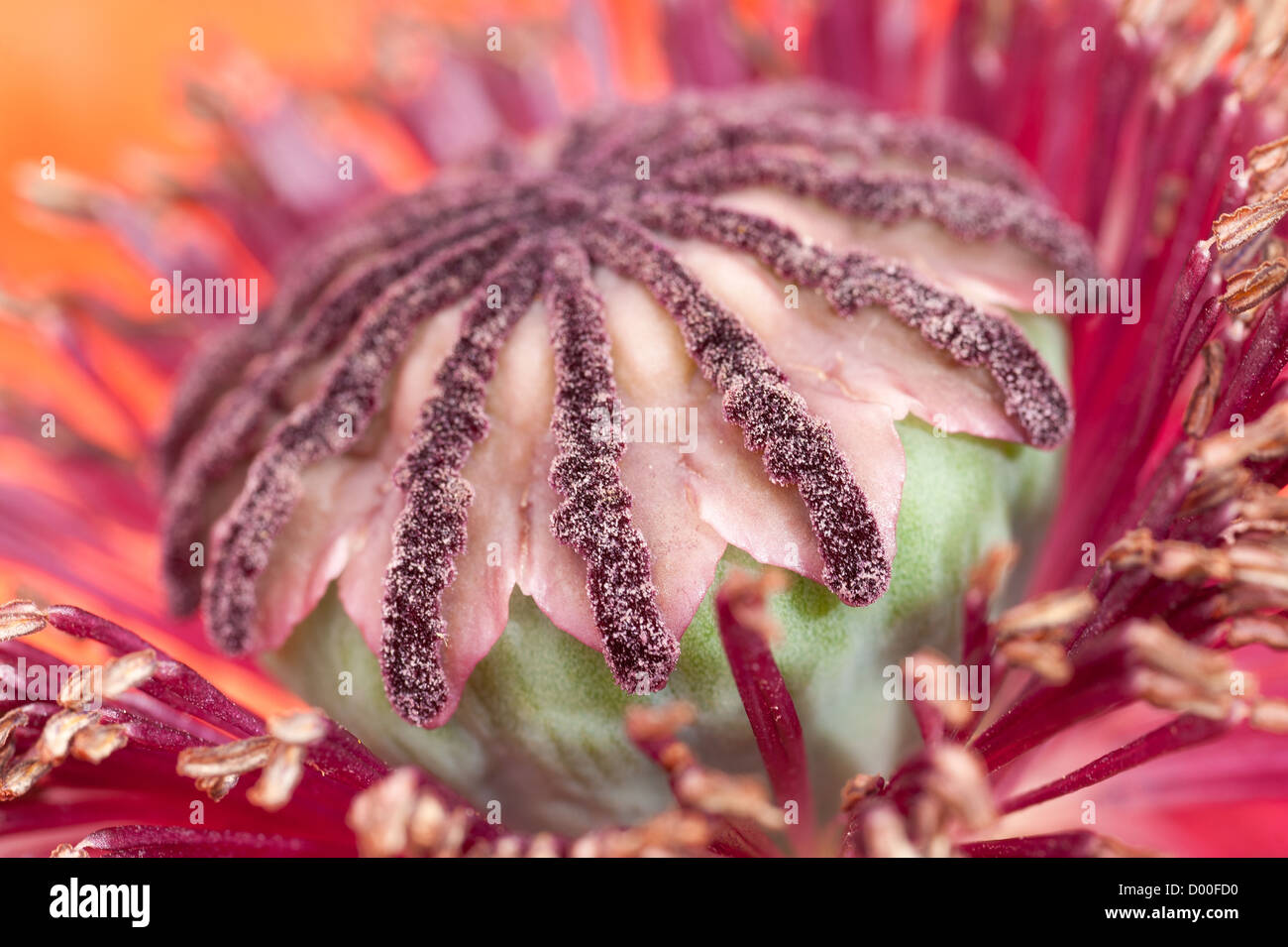 close up flowering parts of an oriental poppy Papaver orientale seed ...
