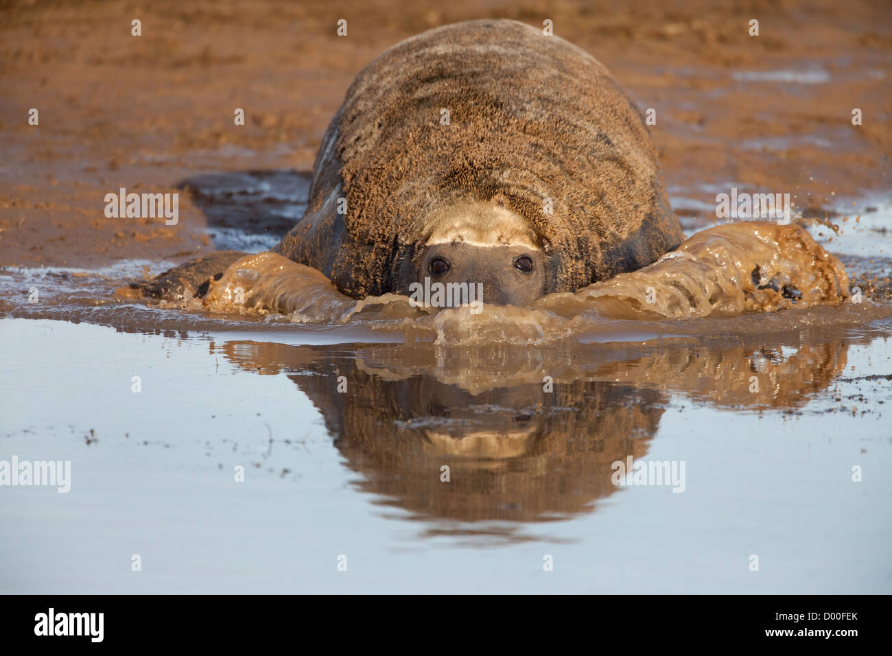 Grey bull seal reflection Stock Photo - Alamy