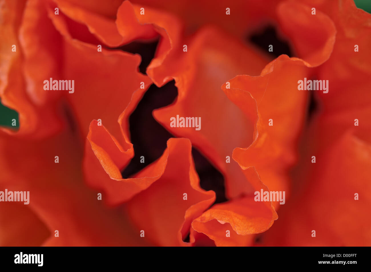 close up flowering parts of an oriental poppy Papaver orientale seed ...