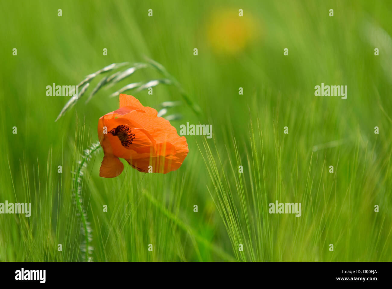 Poppy one flower hi-res stock photography and images - Alamy