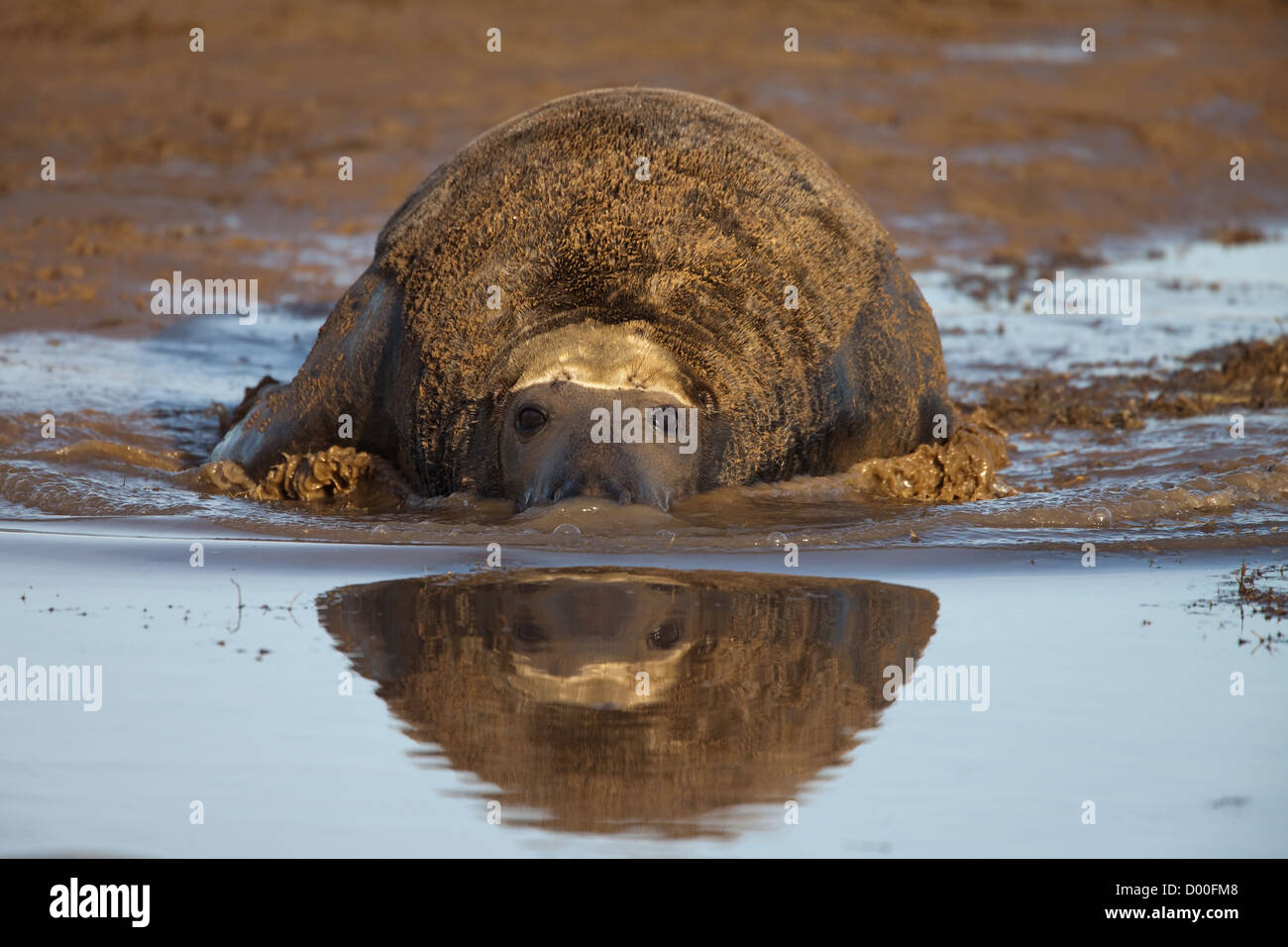 Grey bull seal reflection Stock Photo - Alamy