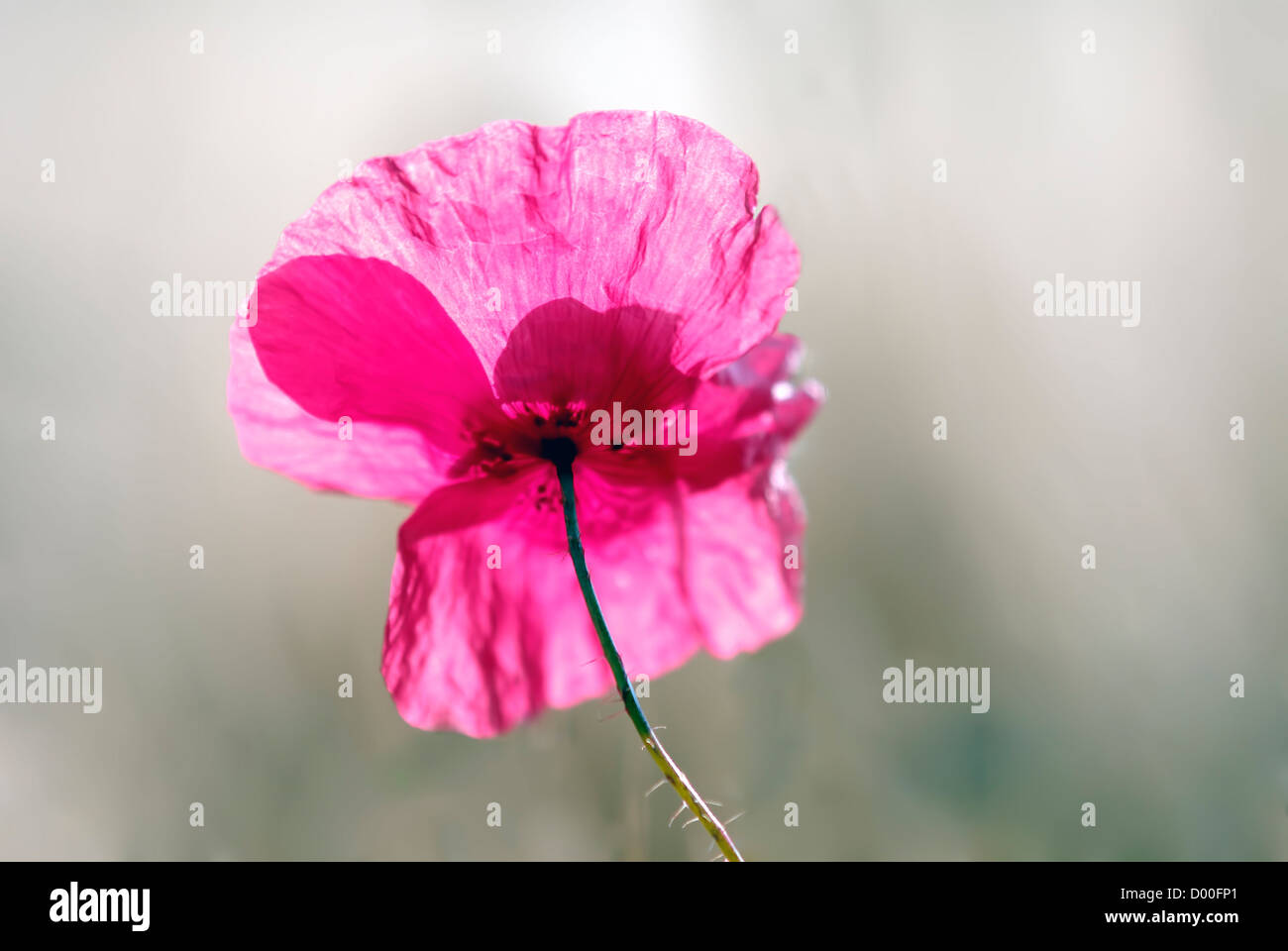 Isolated poppies hi-res stock photography and images - Alamy