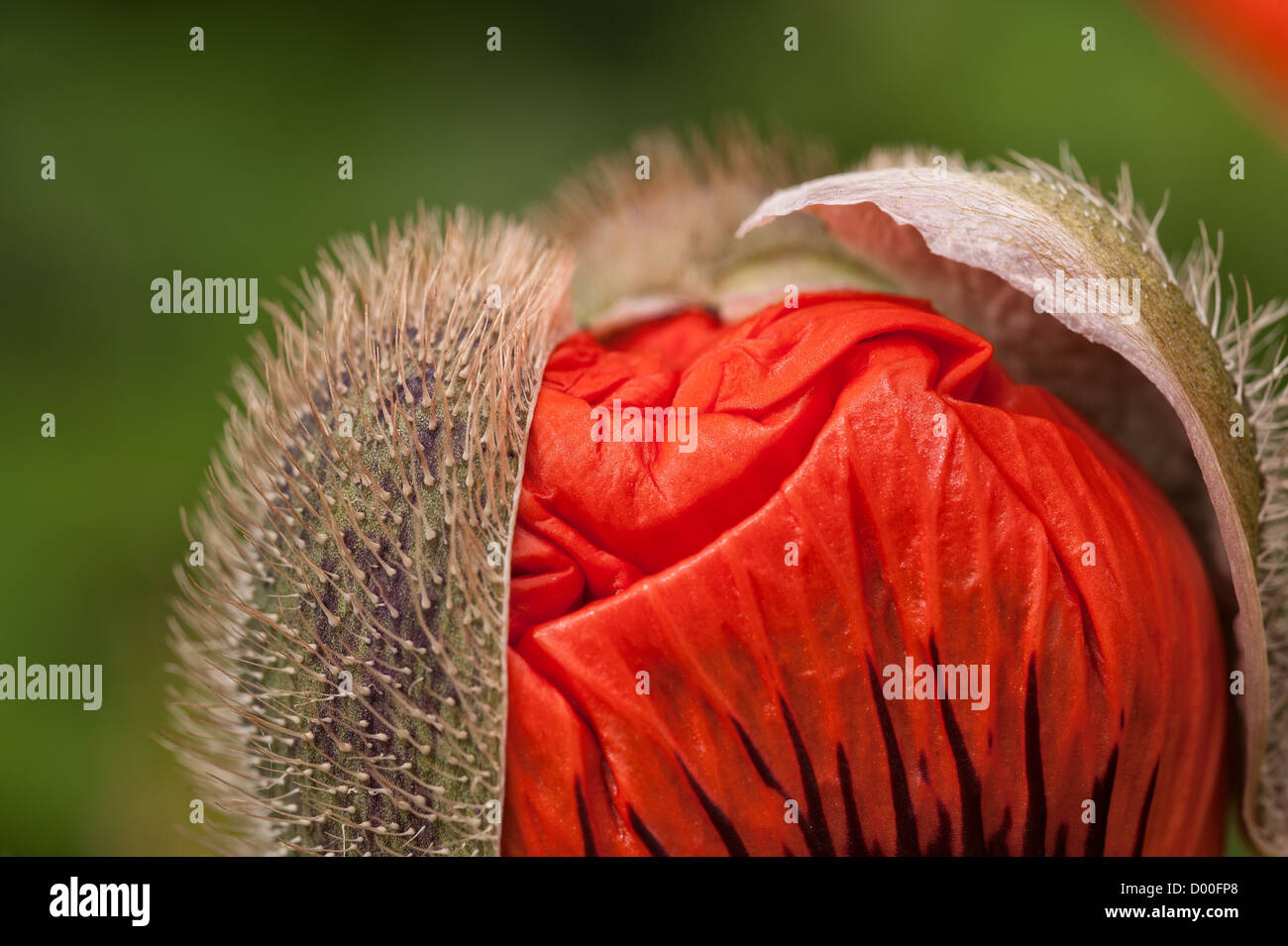 close up flowering parts of an oriental poppy Papaver orientale seed ...