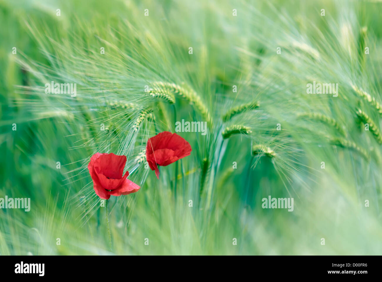 two poppies in a meadow Stock Photo - Alamy