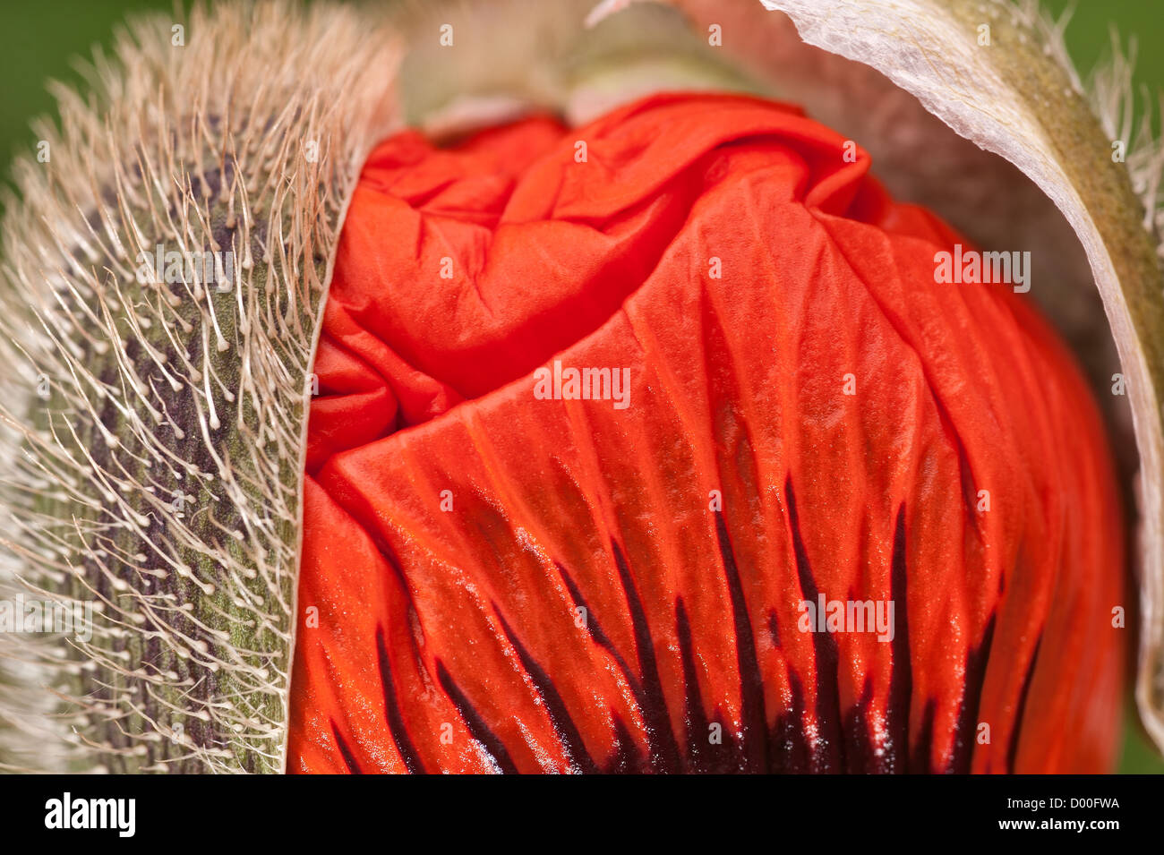close up flowering parts of an oriental poppy Papaver orientale seed ...