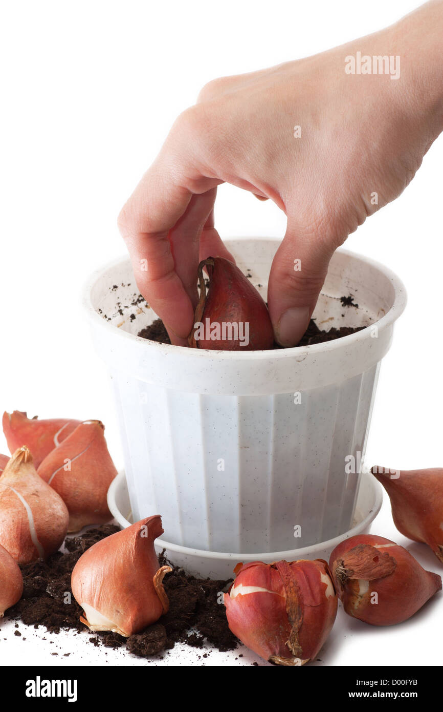 Planting spring bulbs pot hi-res stock photography and images - Alamy