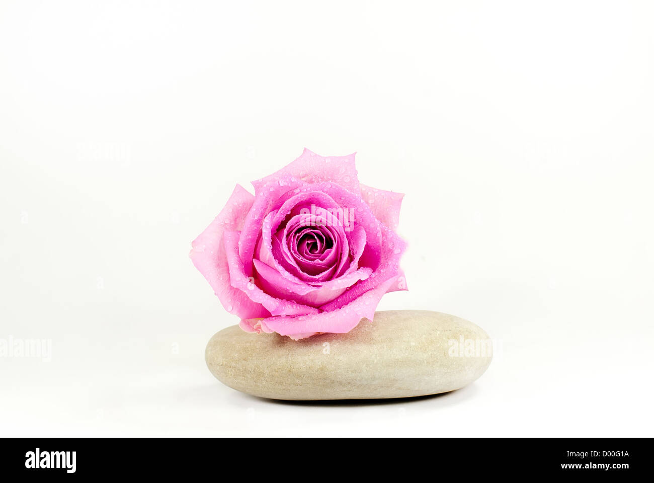 a pebble covered with a rose Stock Photo - Alamy