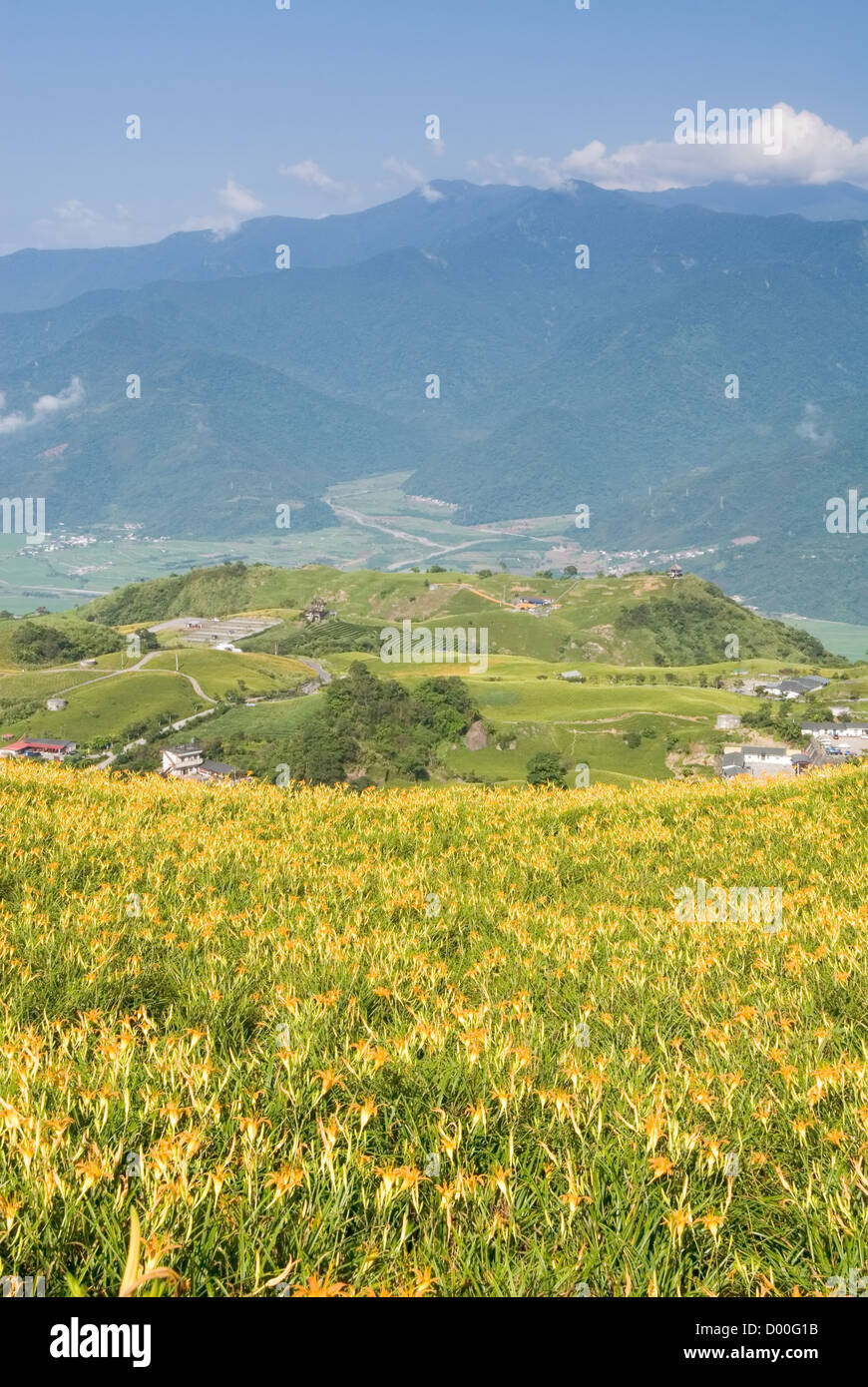 It is beautiful and colorful tiger lily farm Stock Photo - Alamy