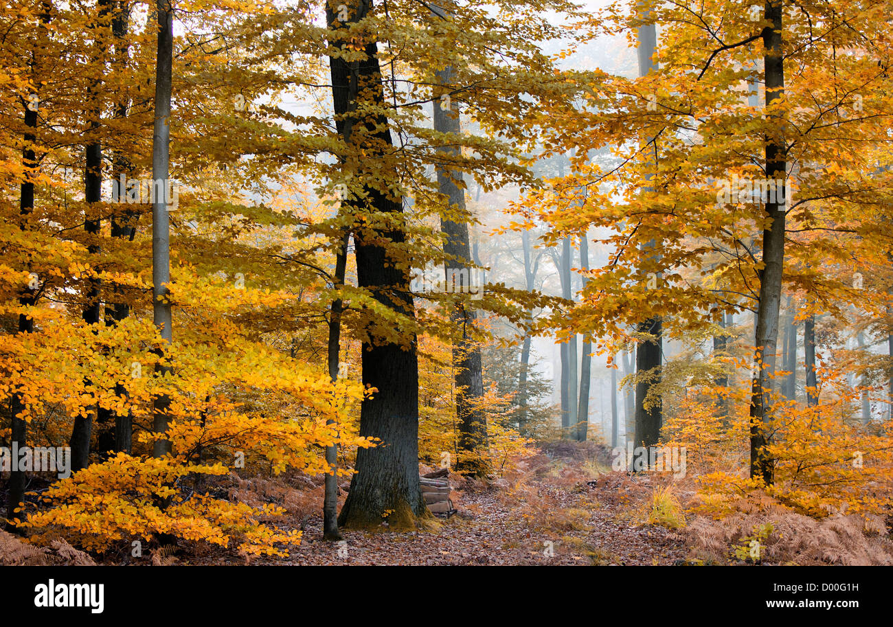 fall atmosphere in the forest Stock Photo - Alamy