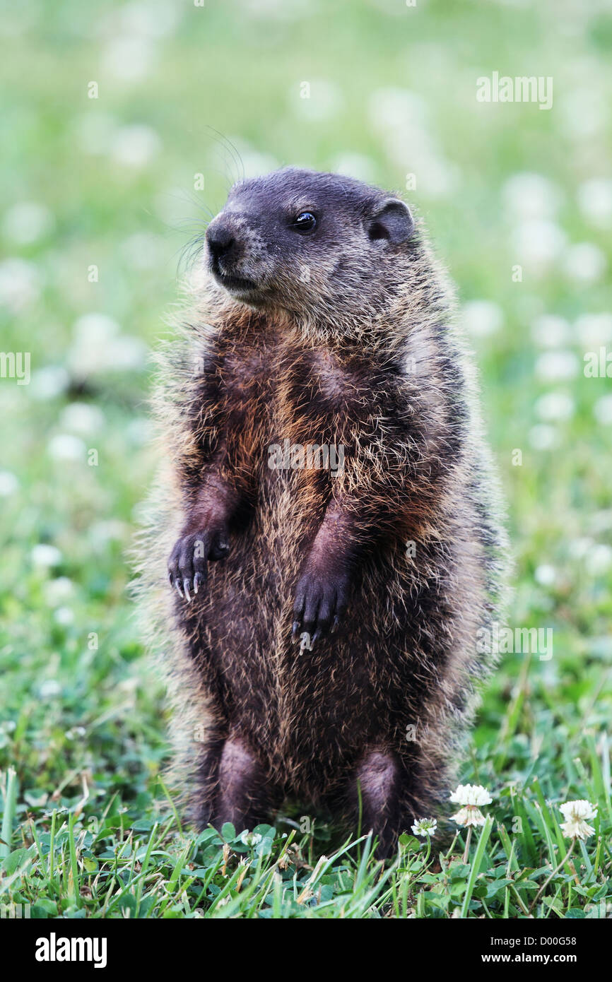 Groundhog on lawn hi-res stock photography and images - Alamy