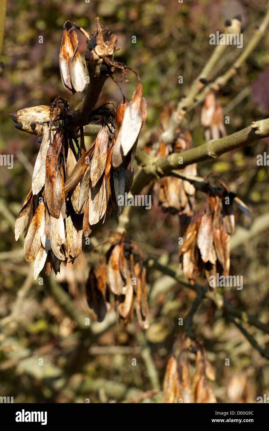 Fraxinus Excelsius broadleaf deciduous Ash Tree Seeds in the low ...