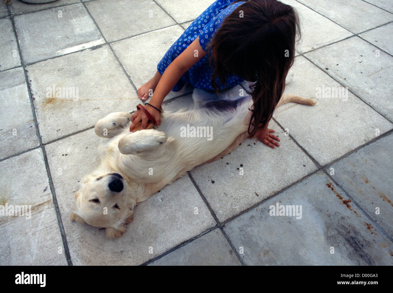Child Grooming Golden Retriever Stock Photo - Alamy