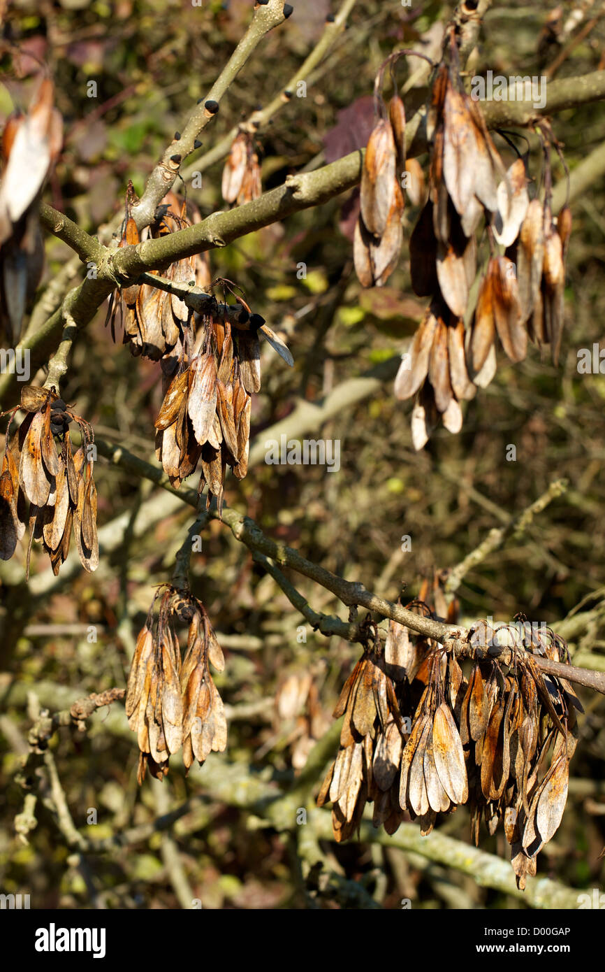 Fraxinus Excelsius broadleaf deciduous Ash Tree Seeds in the low ...