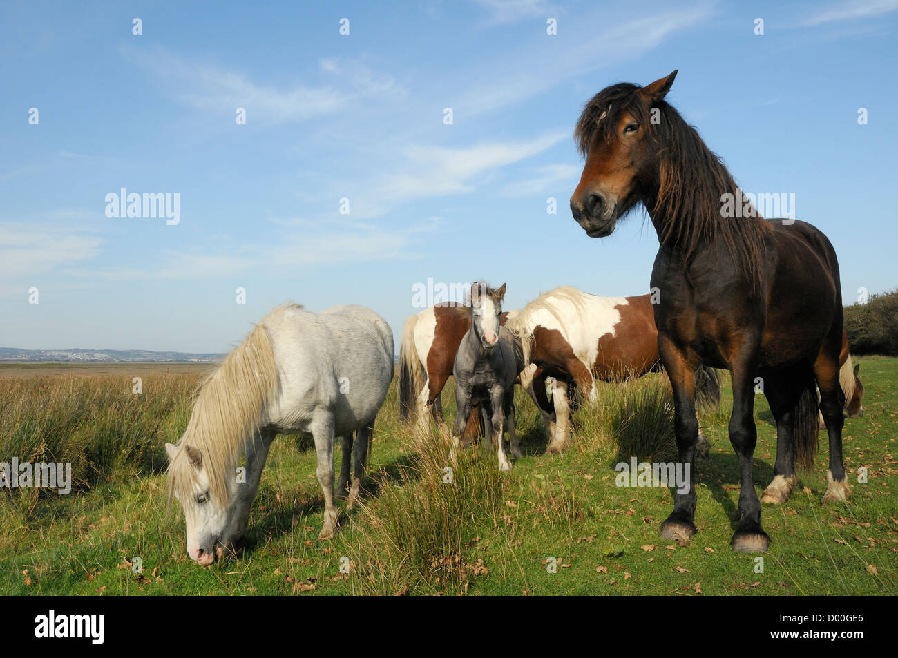 Welsh mountain ponies (Equus caballus) grazing Llanrhidian salt marshes ...