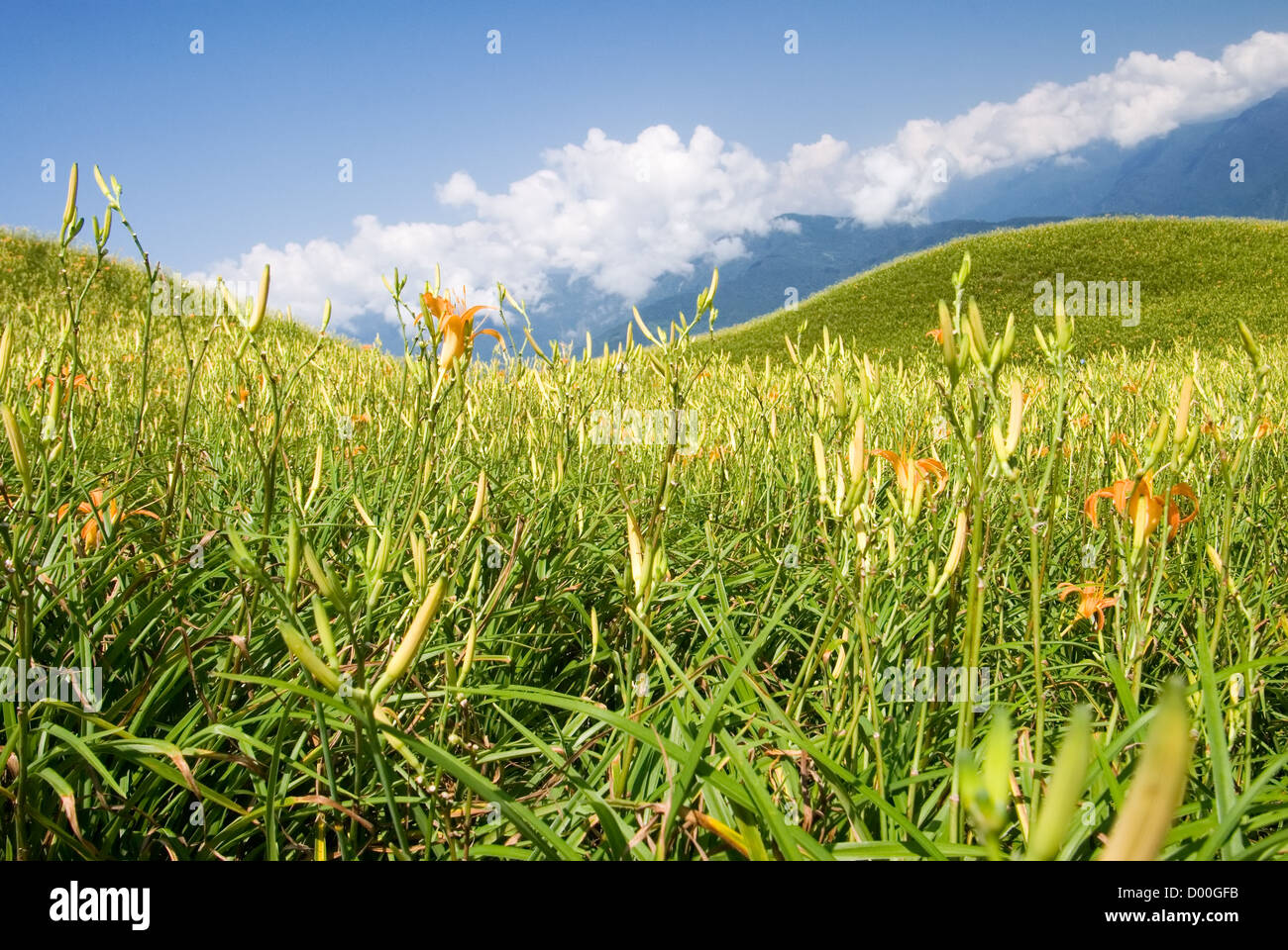 It is beautiful and colorful tiger lily farm Stock Photo - Alamy