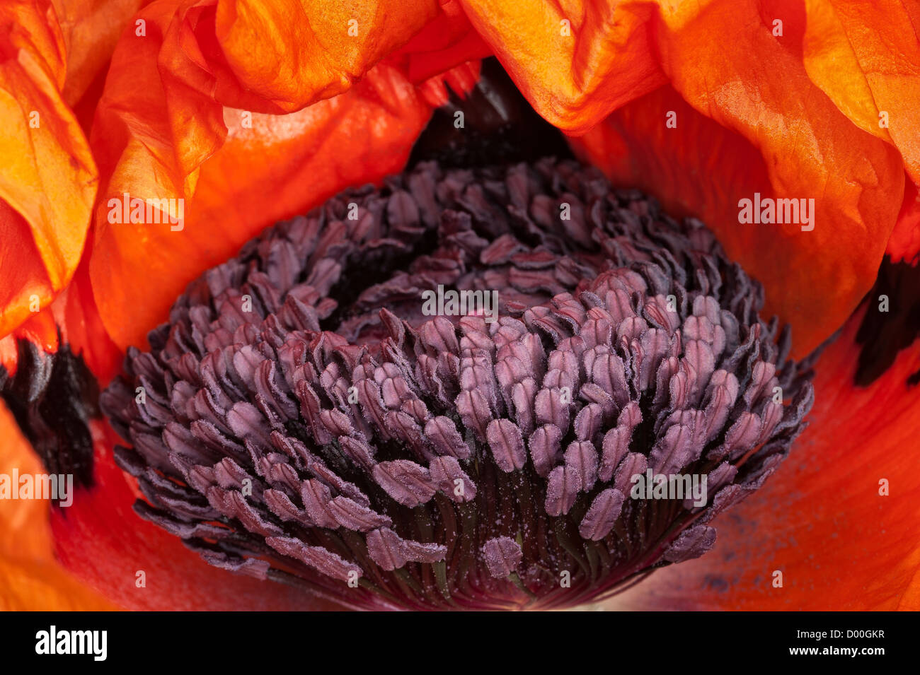 close up flowering parts of an oriental poppy Papaver orientale seed ...