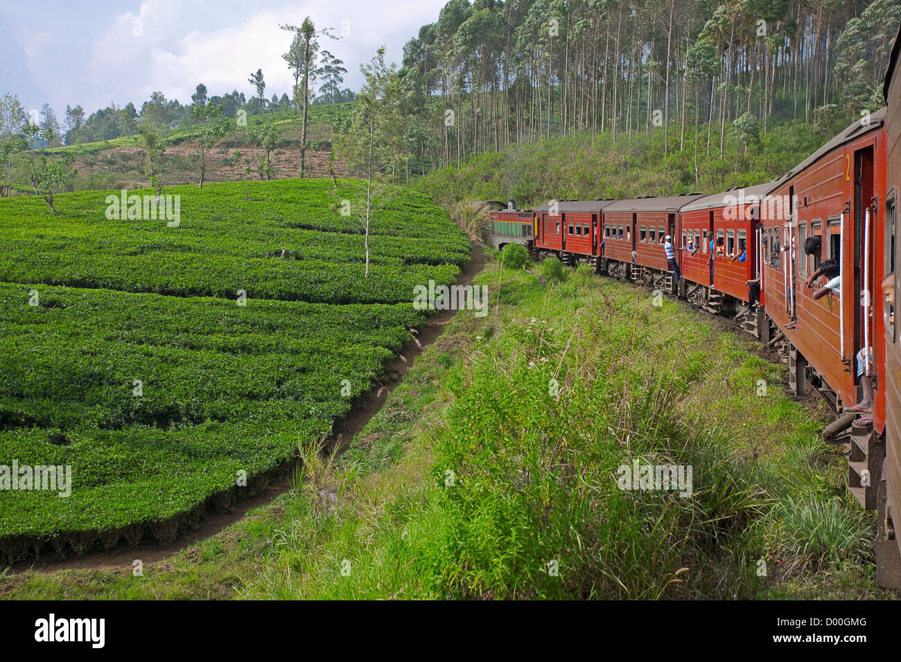 Train crossing a tea plantation. Colombo-Badulla line. Sri Lanka Stock ...