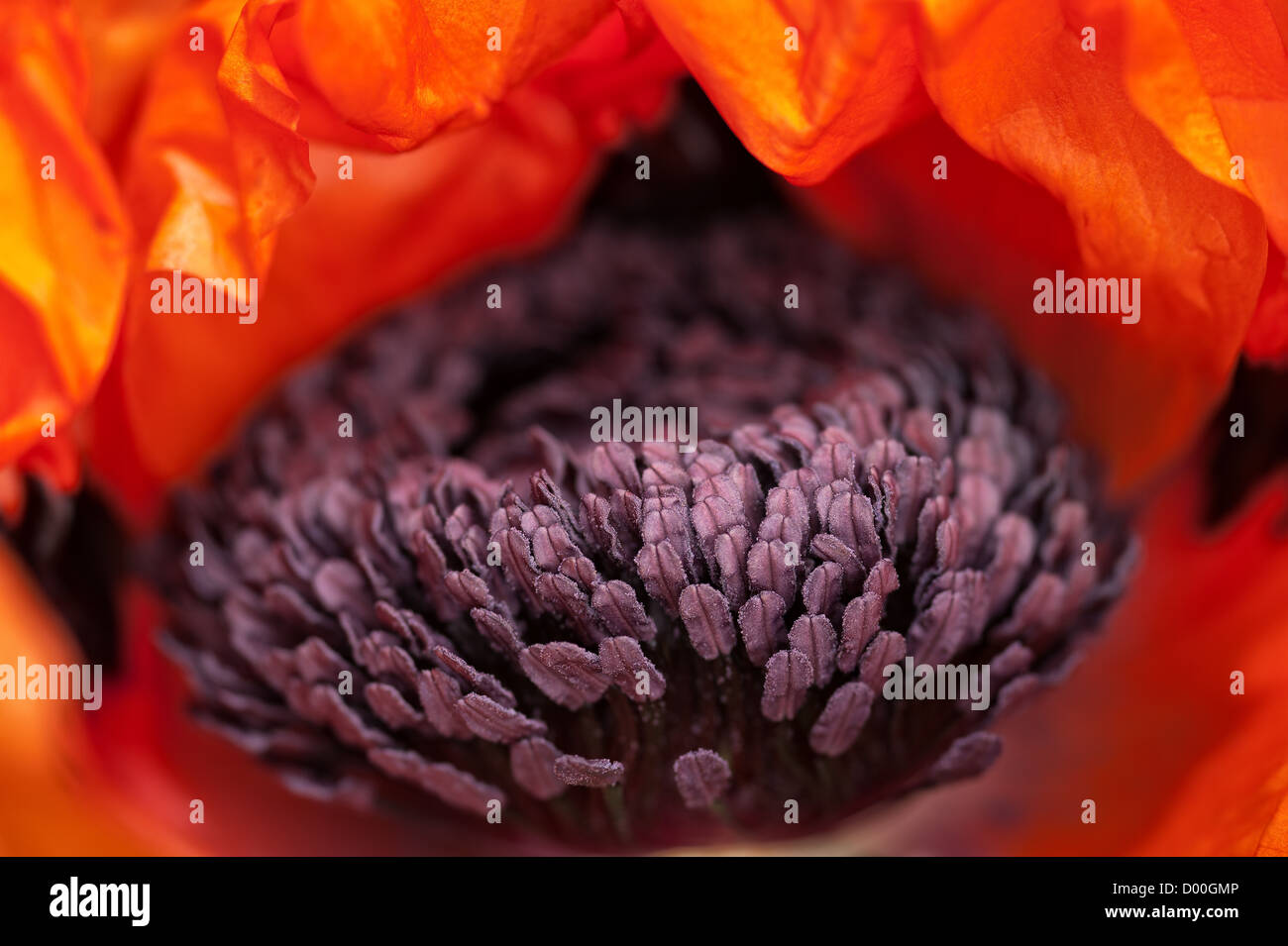 Poppy seeds inside flower hi-res stock photography and images - Alamy