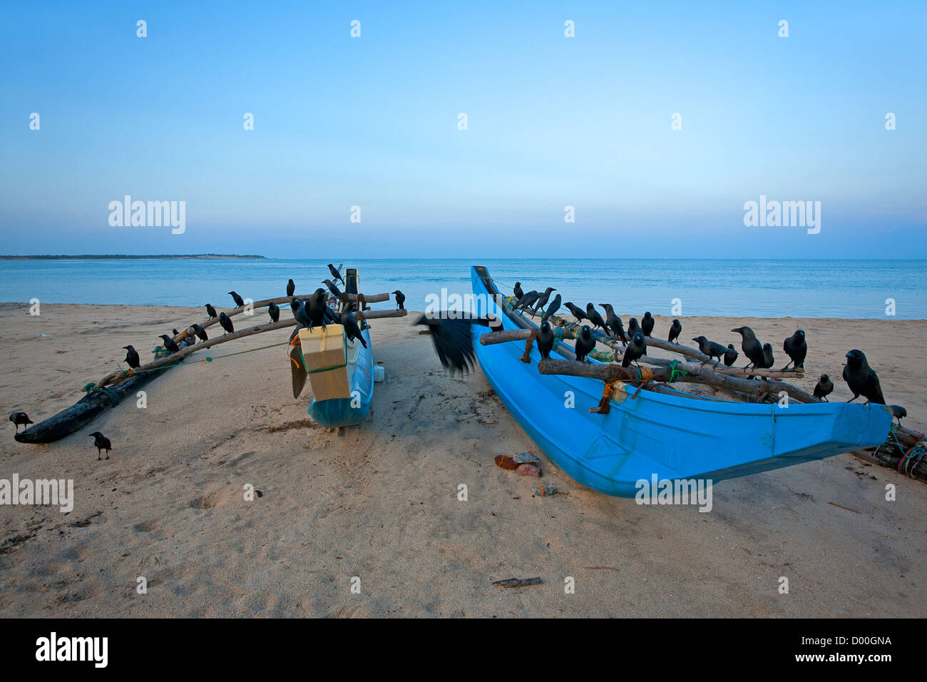 Crows standing on a traditional catamaran. Arugam Bay. Sri Lanka Stock ...