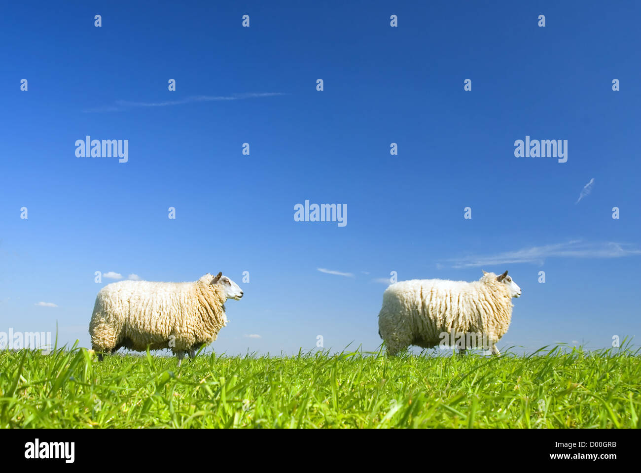 two sheep walking by on grass with blue sky Stock Photo - Alamy