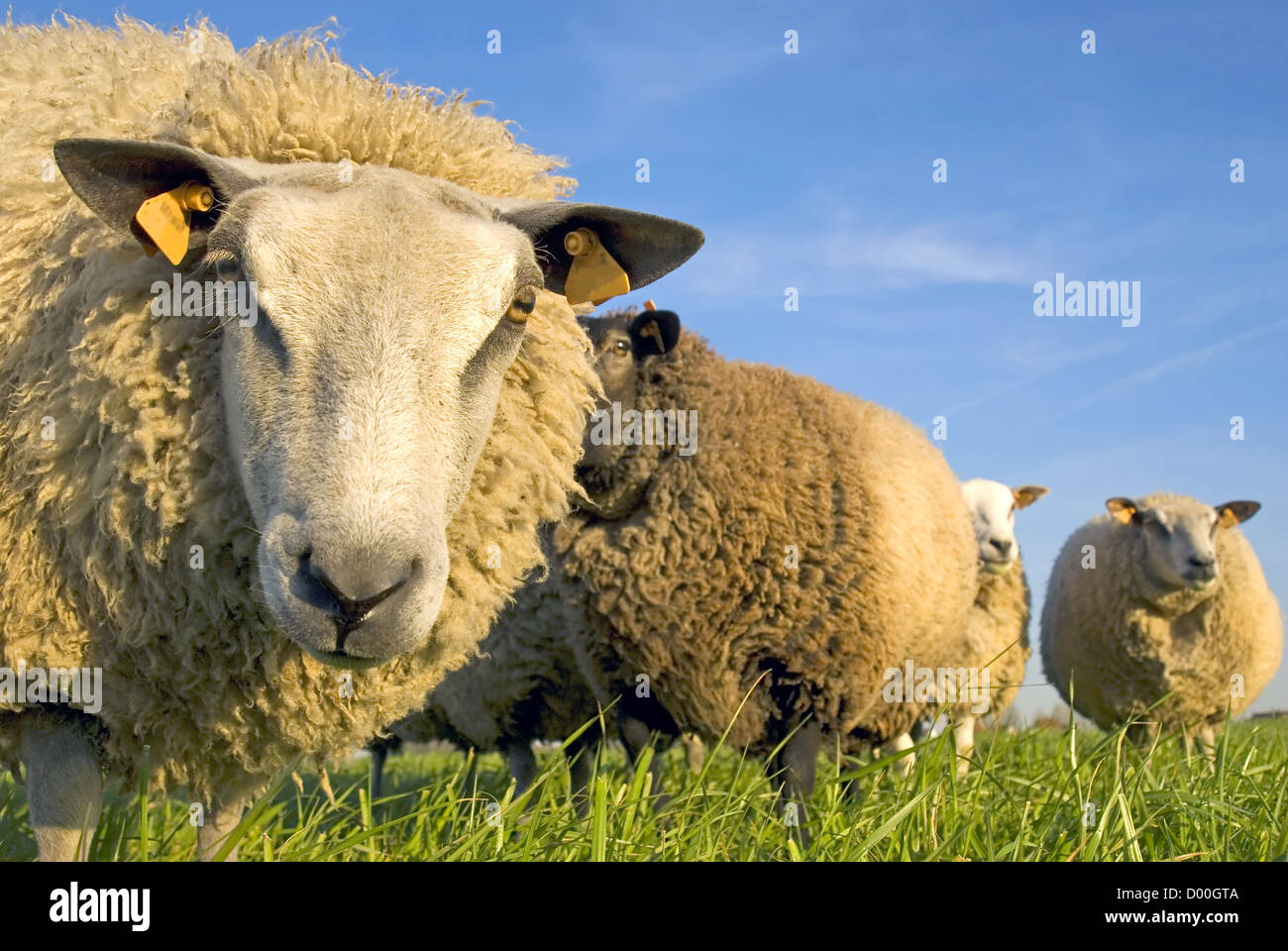 sheep on grass with blue sky, looking at the camera Stock Photo - Alamy
