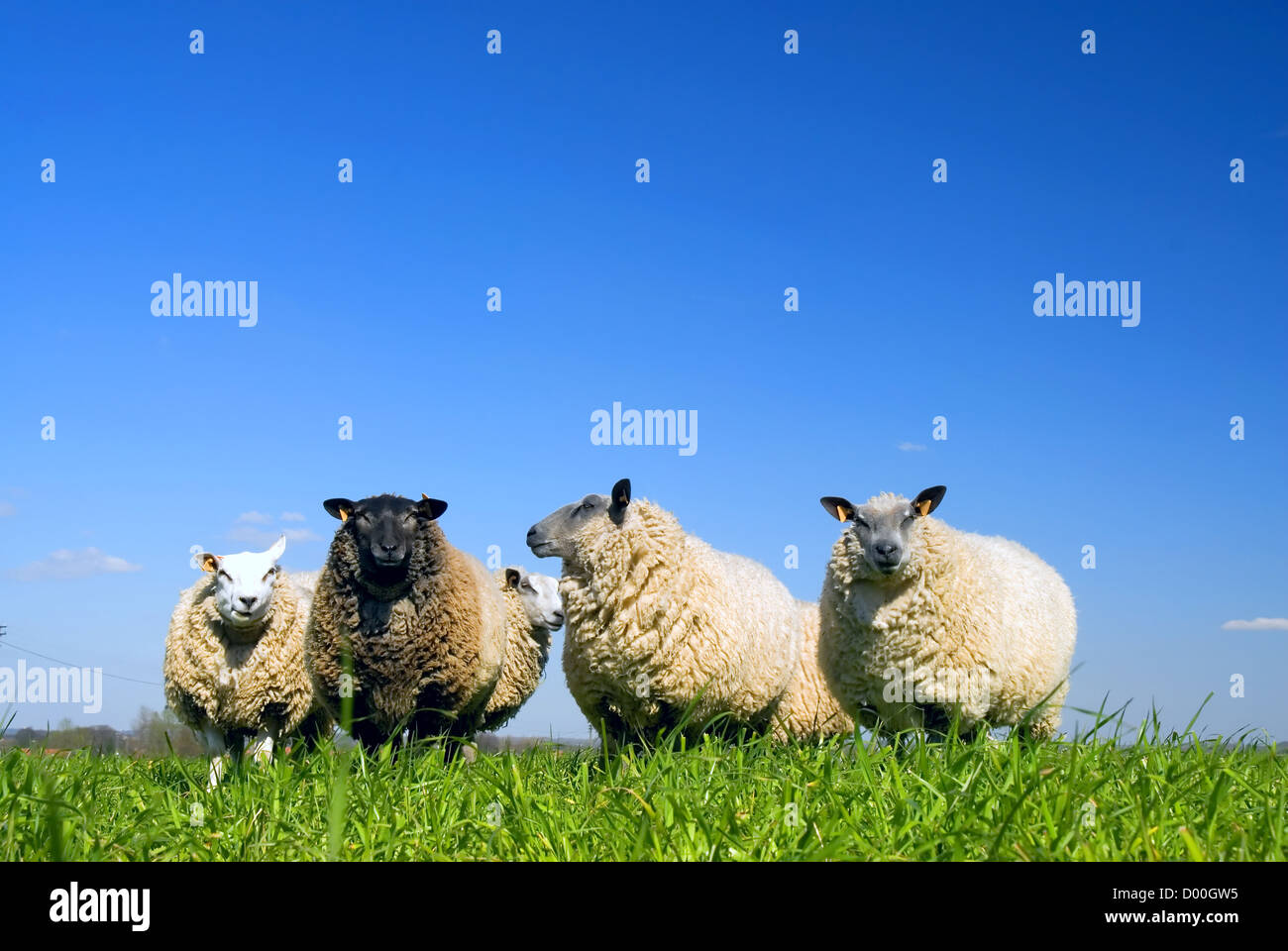 Sheep on grass with blue sky. Some of them are looking at the lens ...