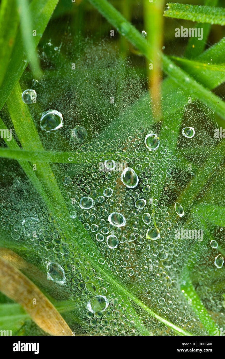 lots of dewdrops on a spider web Stock Photo - Alamy