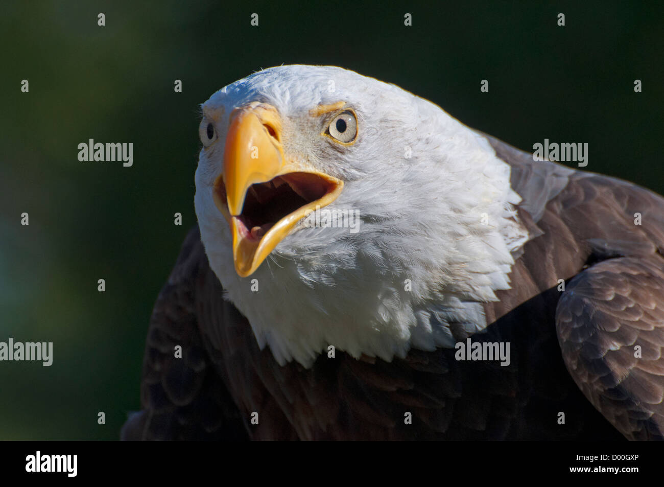 Close-up of a Bald Eagle Stock Photo - Alamy