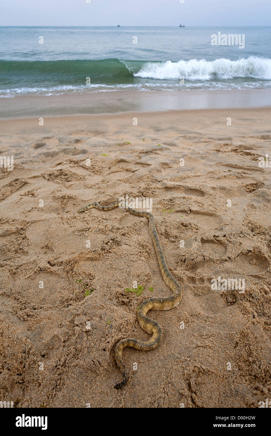 Sea Snake Stock Photos & Sea Snake Stock Images - Alamy