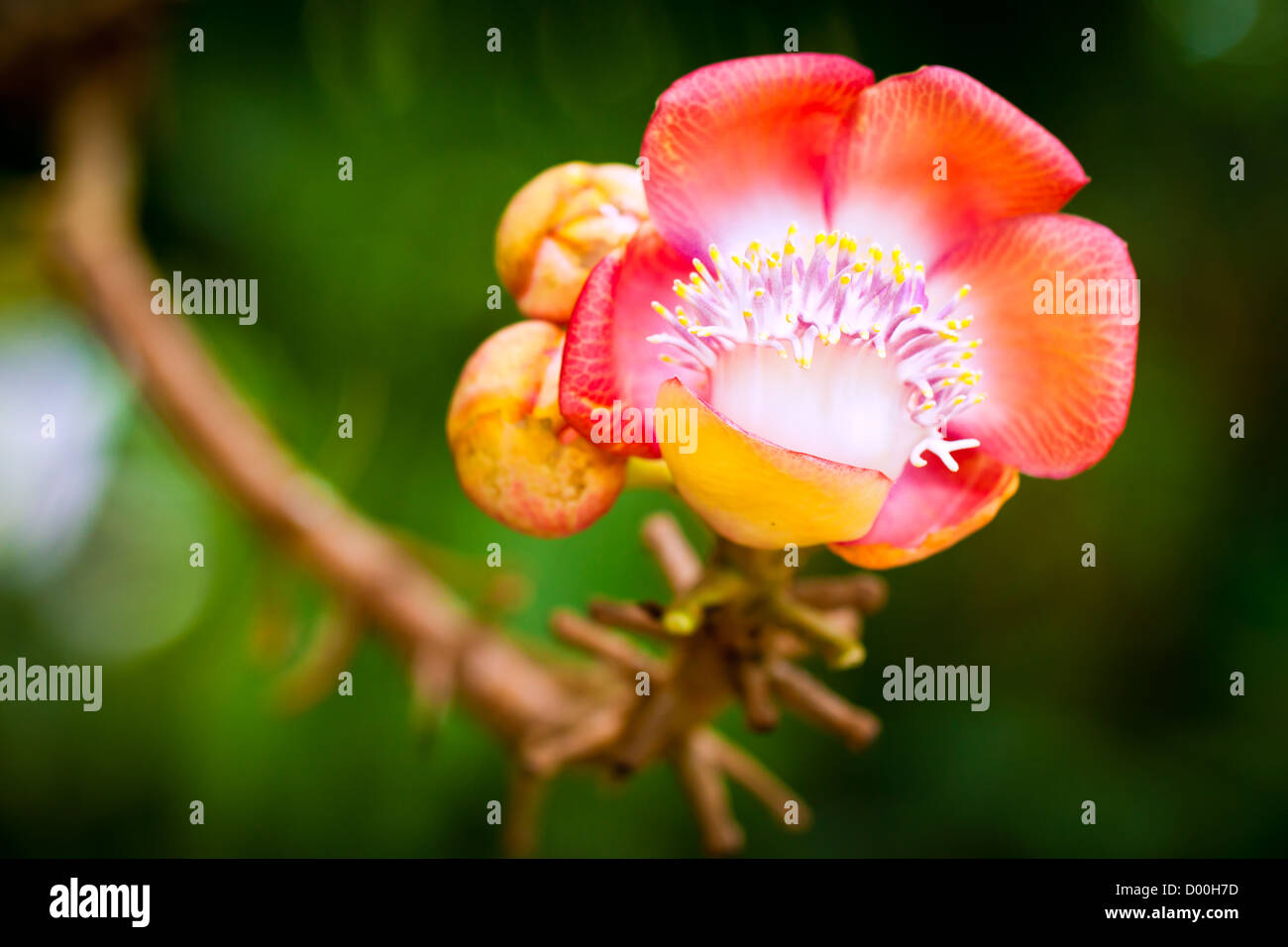 Canonball tree flower Stock Photo - Alamy