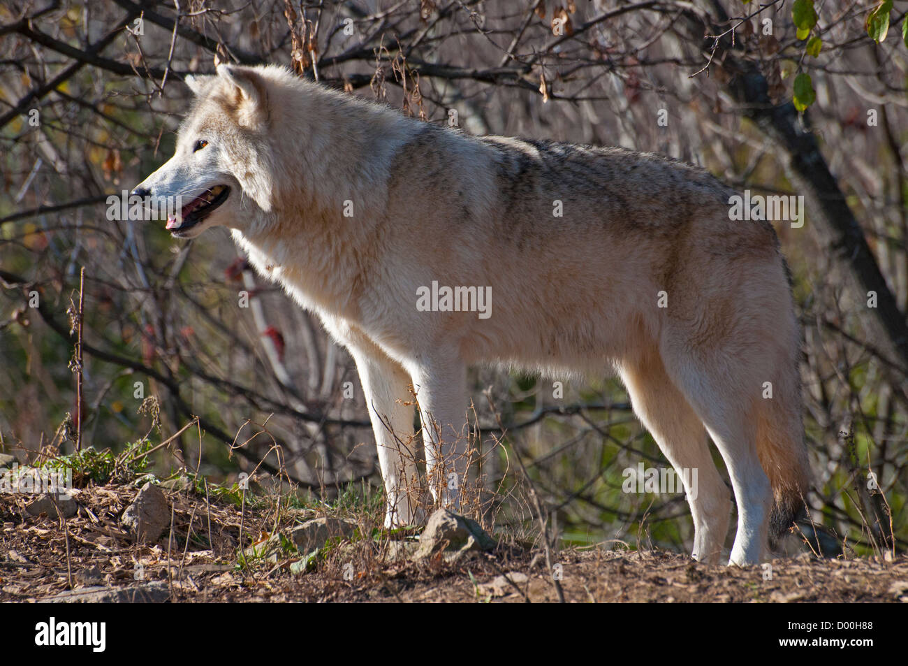 A Timber Wolf Stock Photo - Alamy