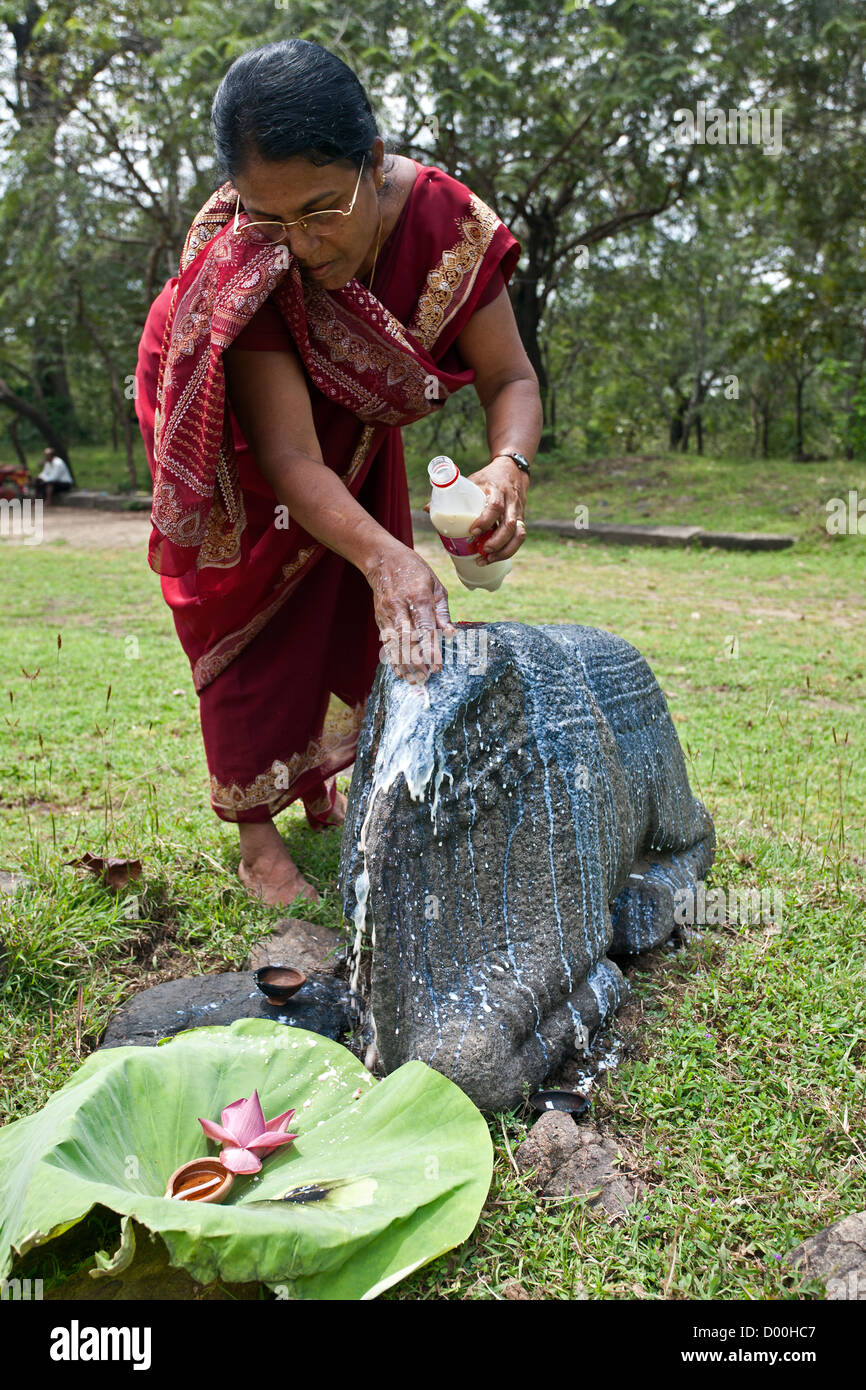 Hindu woman offering milk to a Nandi Bull (the vehicle of God Shiva ...
