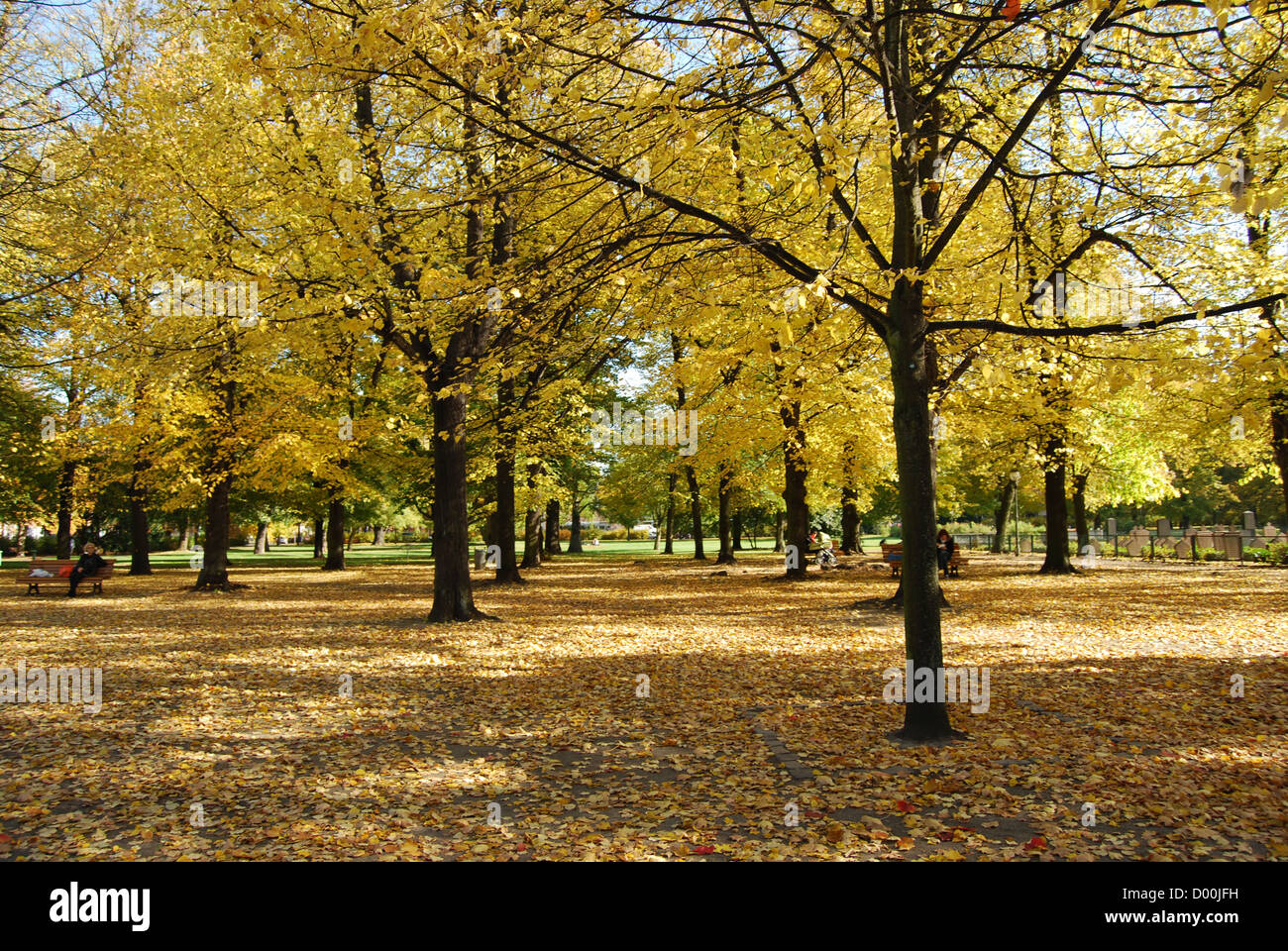 Trees in Fall Stock Photo - Alamy