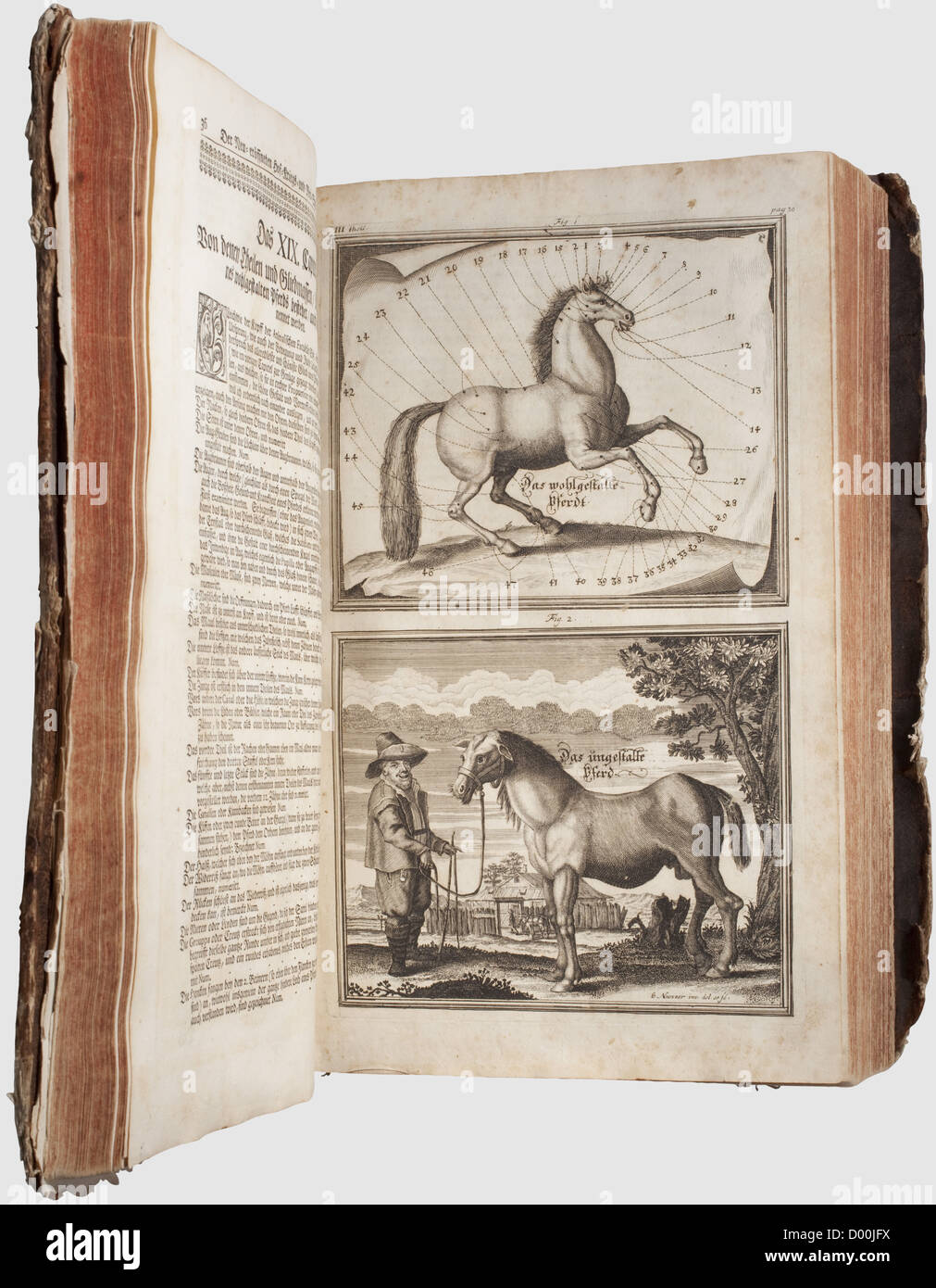 A rhinoceros horn, South Africa, 1st half of the 20th century. Primary ...