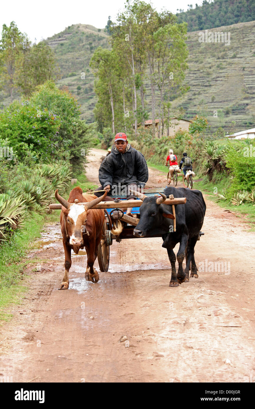 African ox and cart hi-res stock photography and images - Alamy