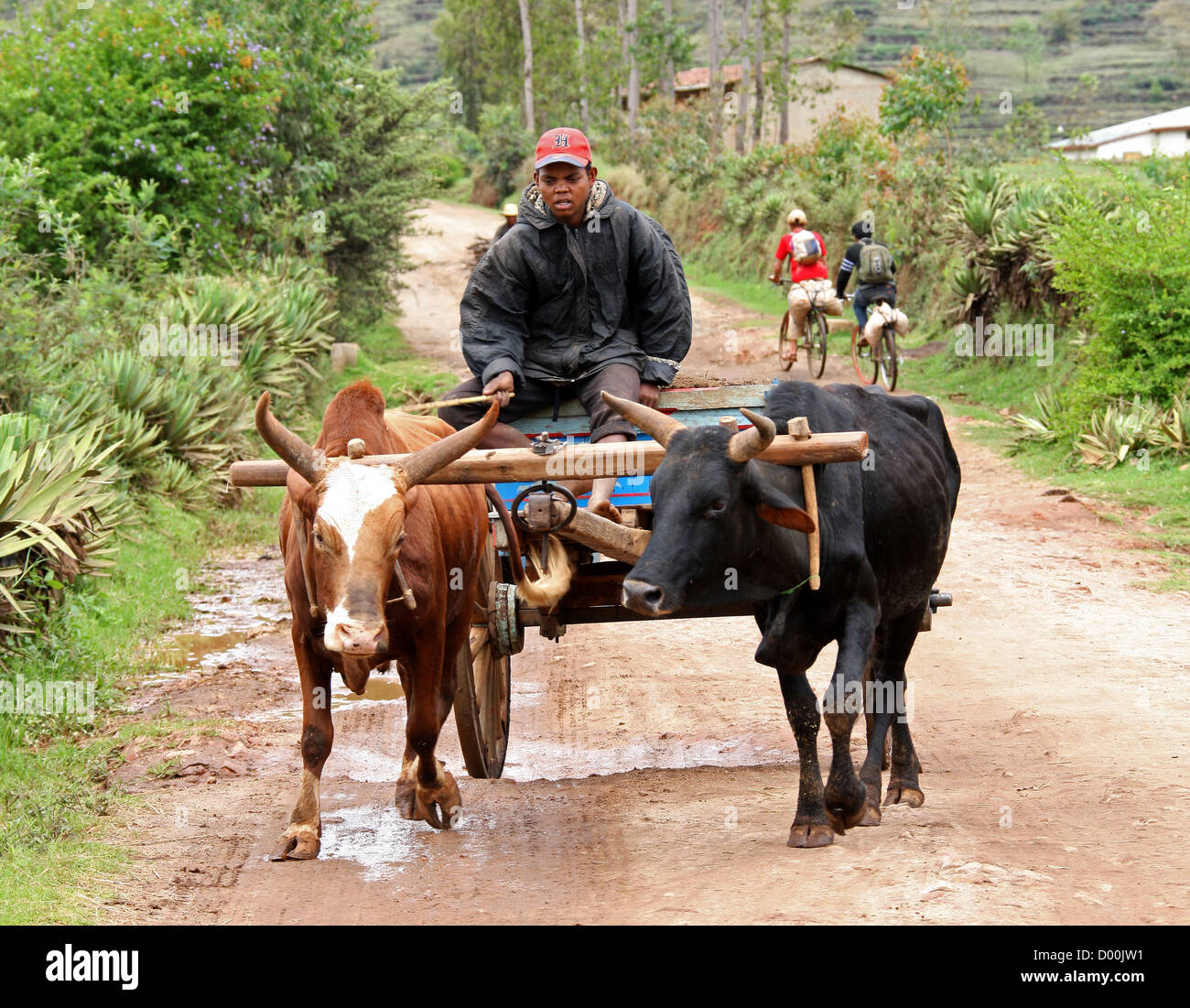African ox and cart hi-res stock photography and images - Alamy
