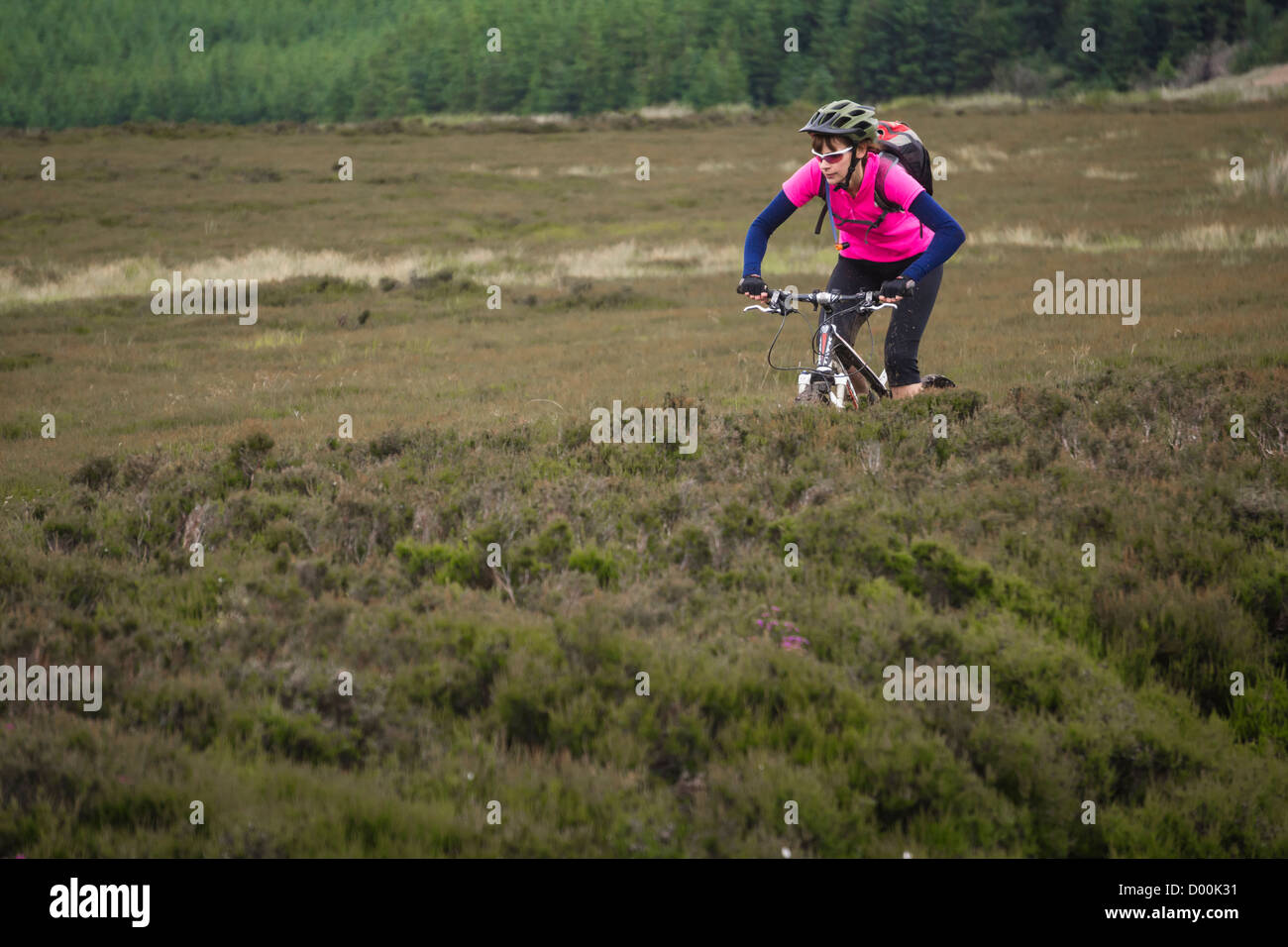 A woman riding her mountain bike through the heather moorlands near ...