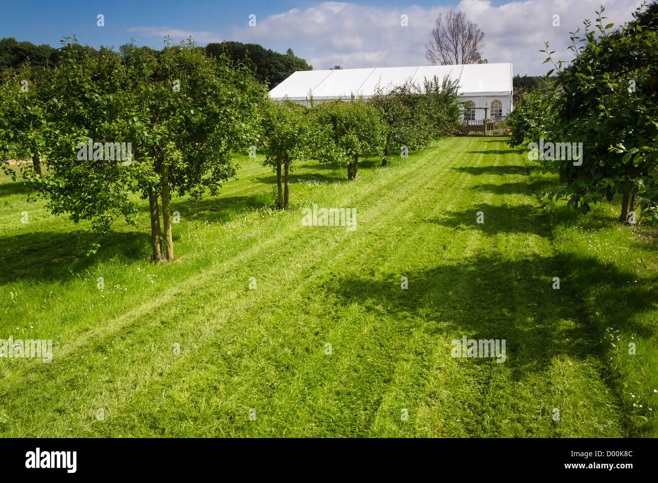 Row of fruit trees hi-res stock photography and images - Alamy
